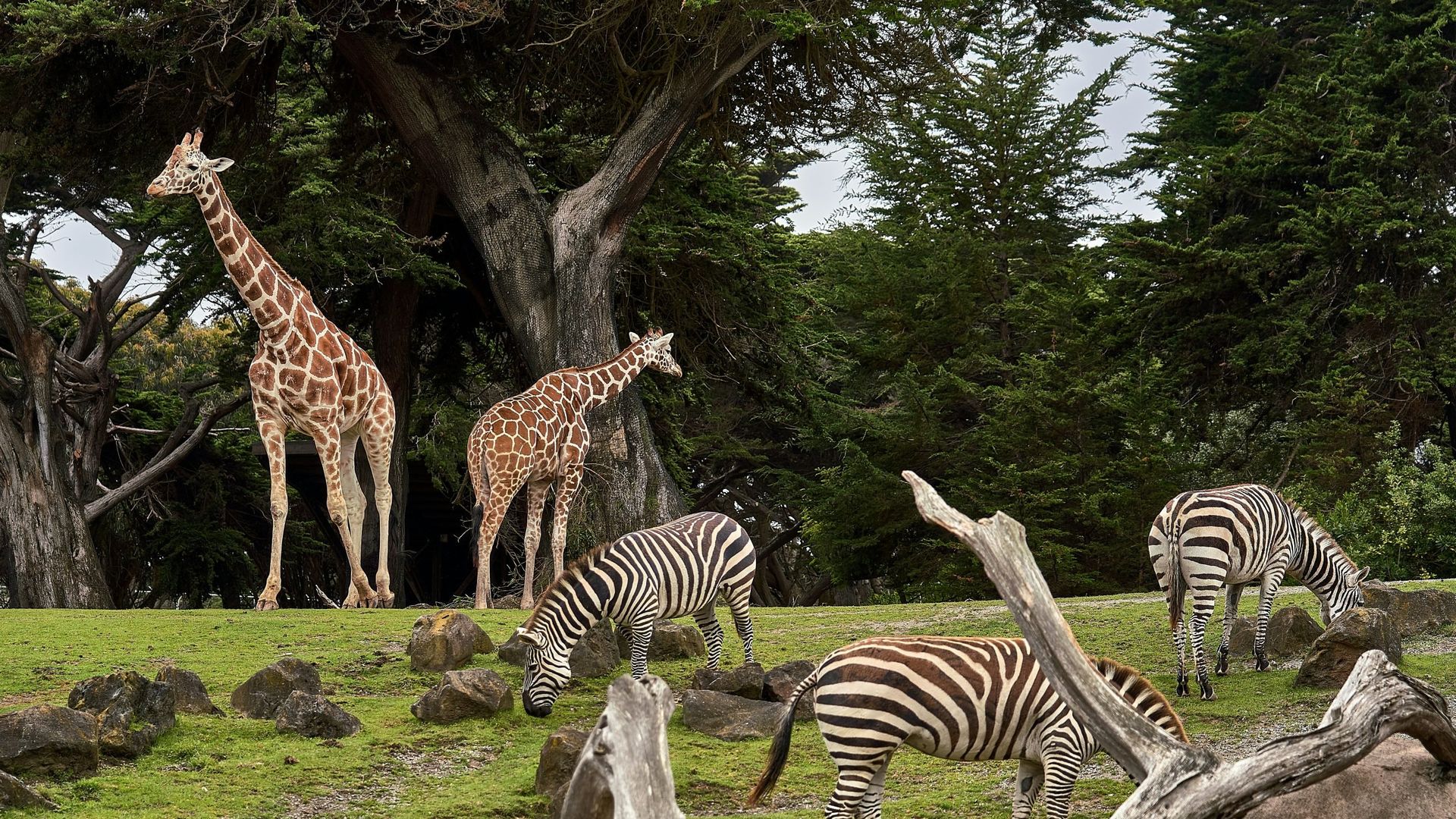 Volite sve životinje? Pokažite koliko ih zapravo cijenite i poznajete ...