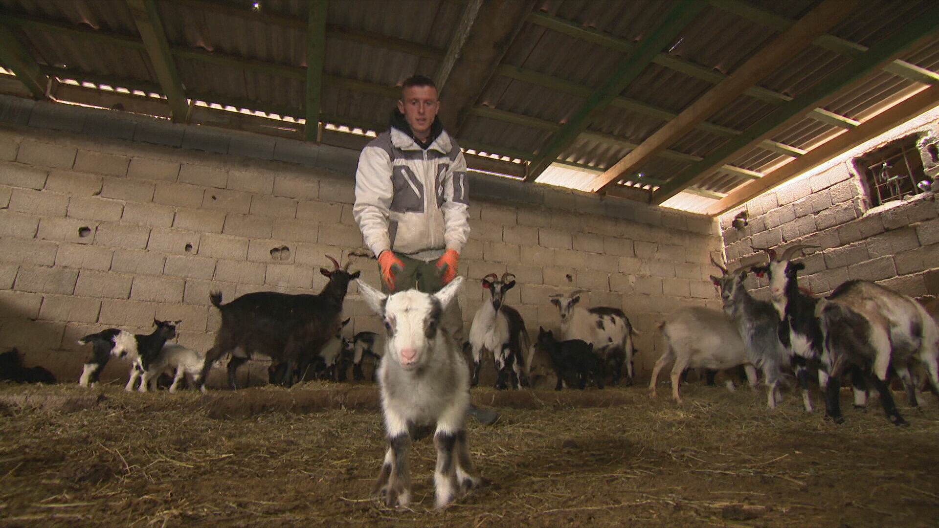 Provjereno: Mladić iz Otoka kod Sinja i njegova farma koza