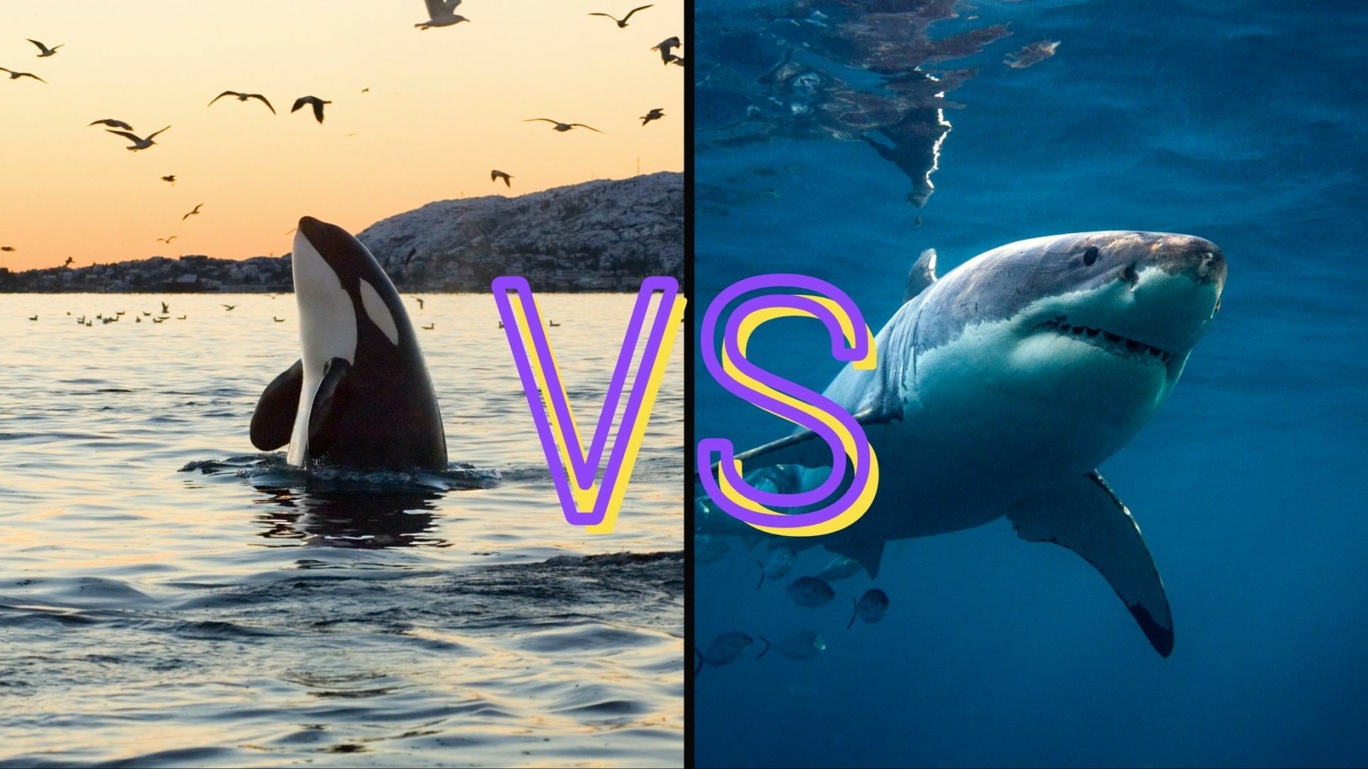 Ova snimka dvoboja između orke i morskog psa pokazuje prirodu u svom ...