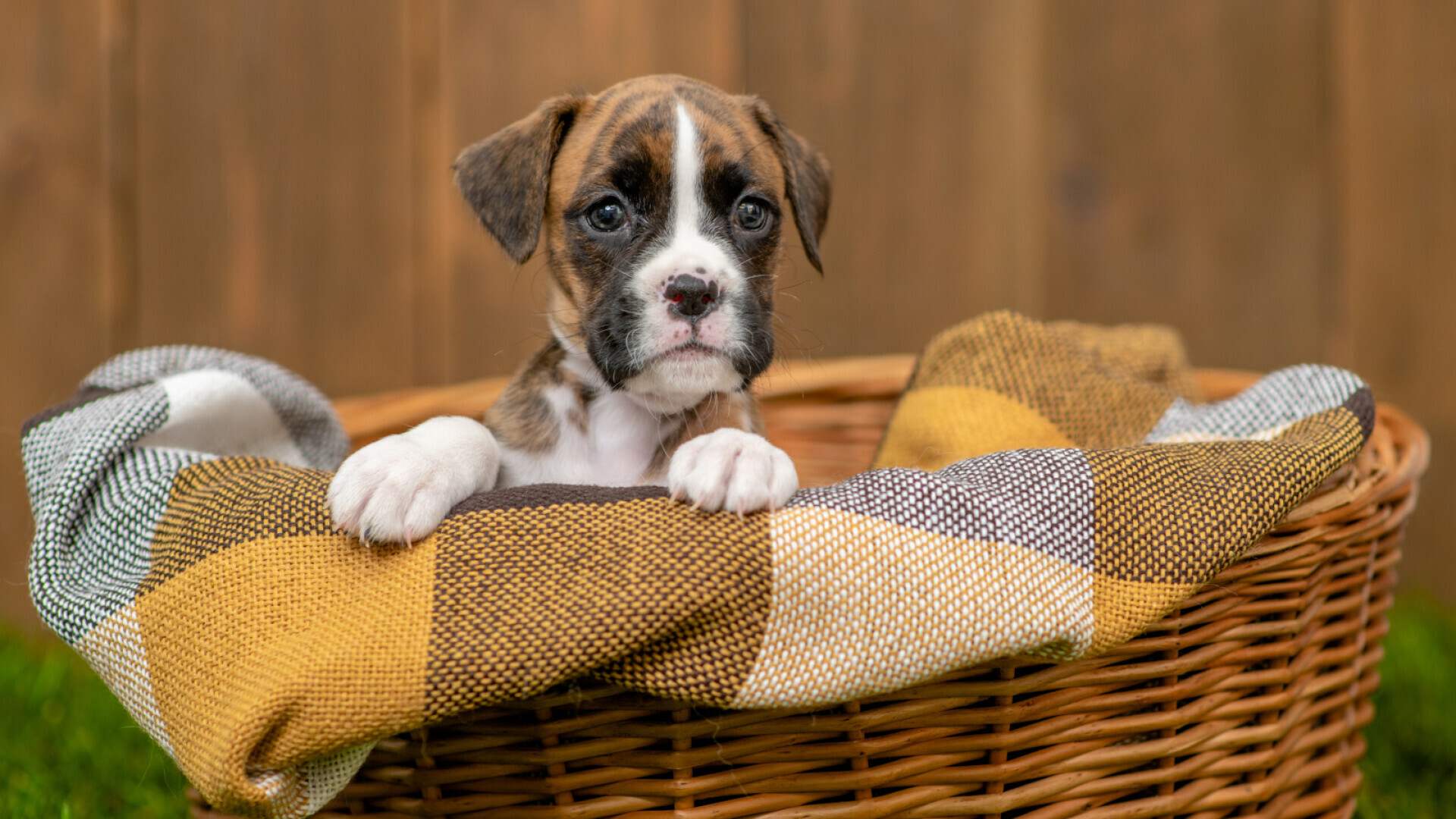 10 pasmina pasa koji uvijek izgledaju mrzovoljno, ali zapravo su pravi ...