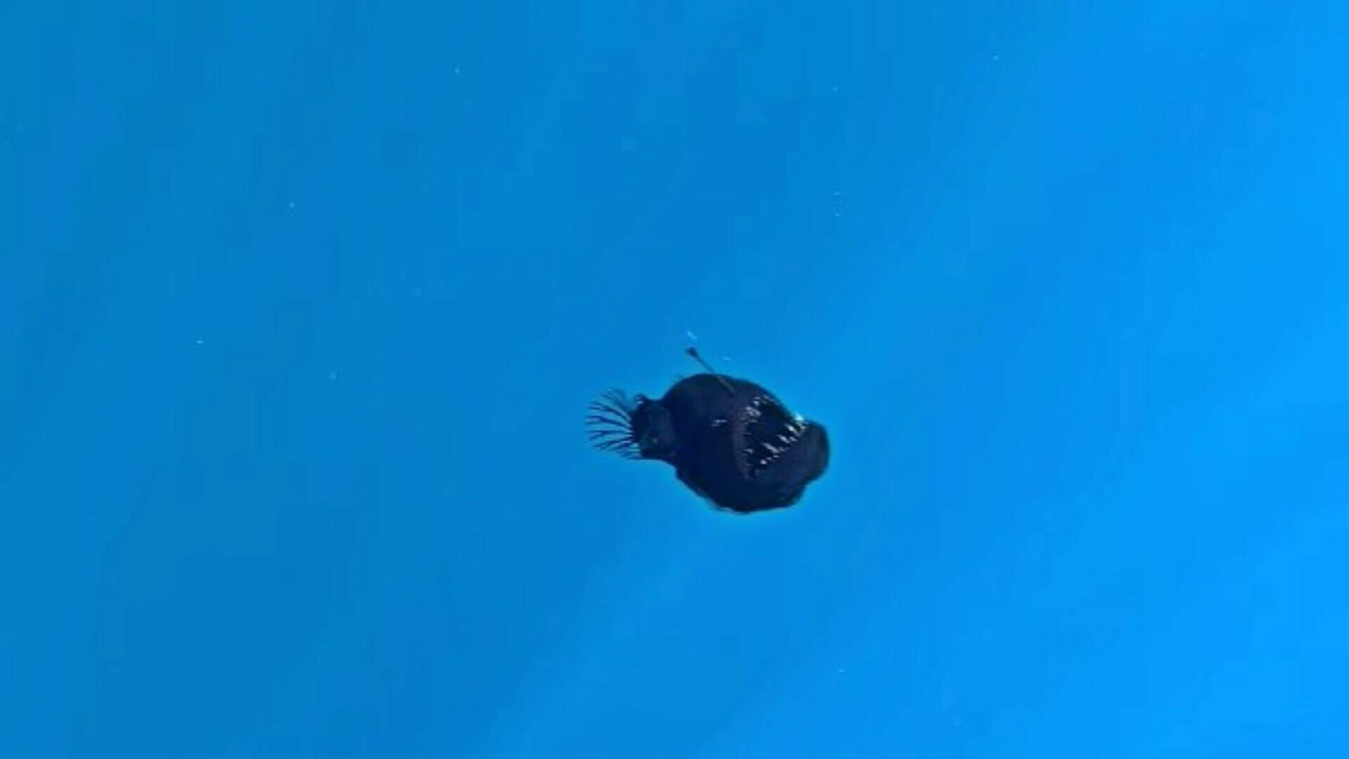 Znanstvenici krenuli u potragu za morskim psima, a dočekao ih "crni ...