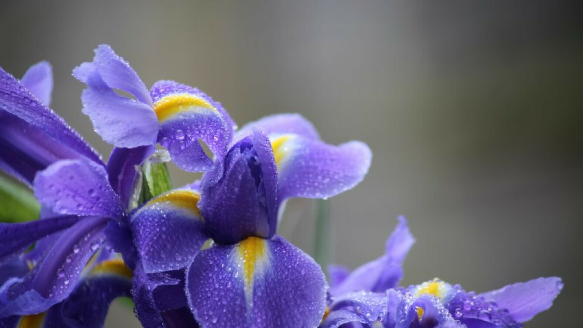 Iris ili iris