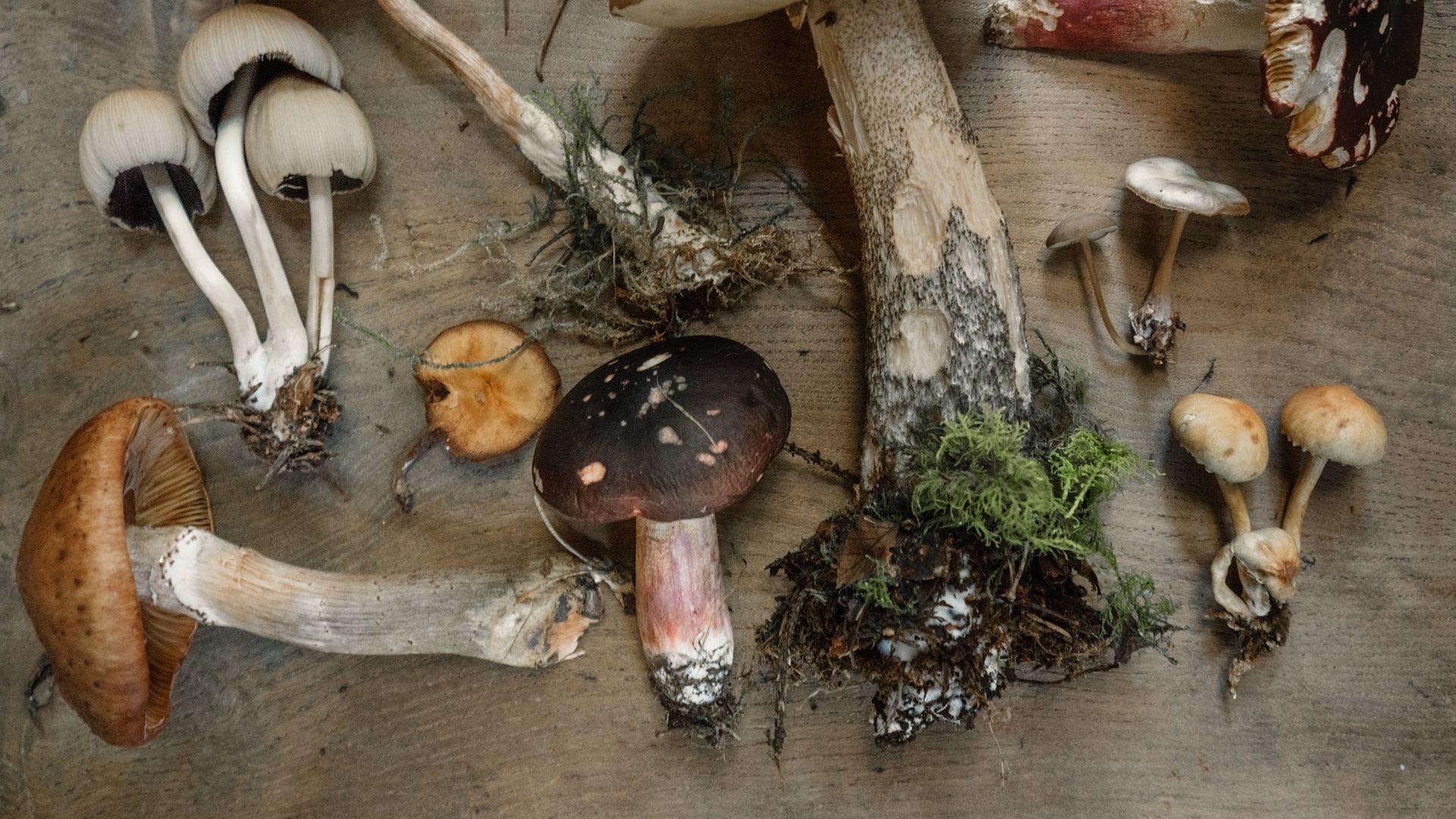 Guliti, četkati ili prati? Mit o pripremi gljiva koji može naštetiti ...