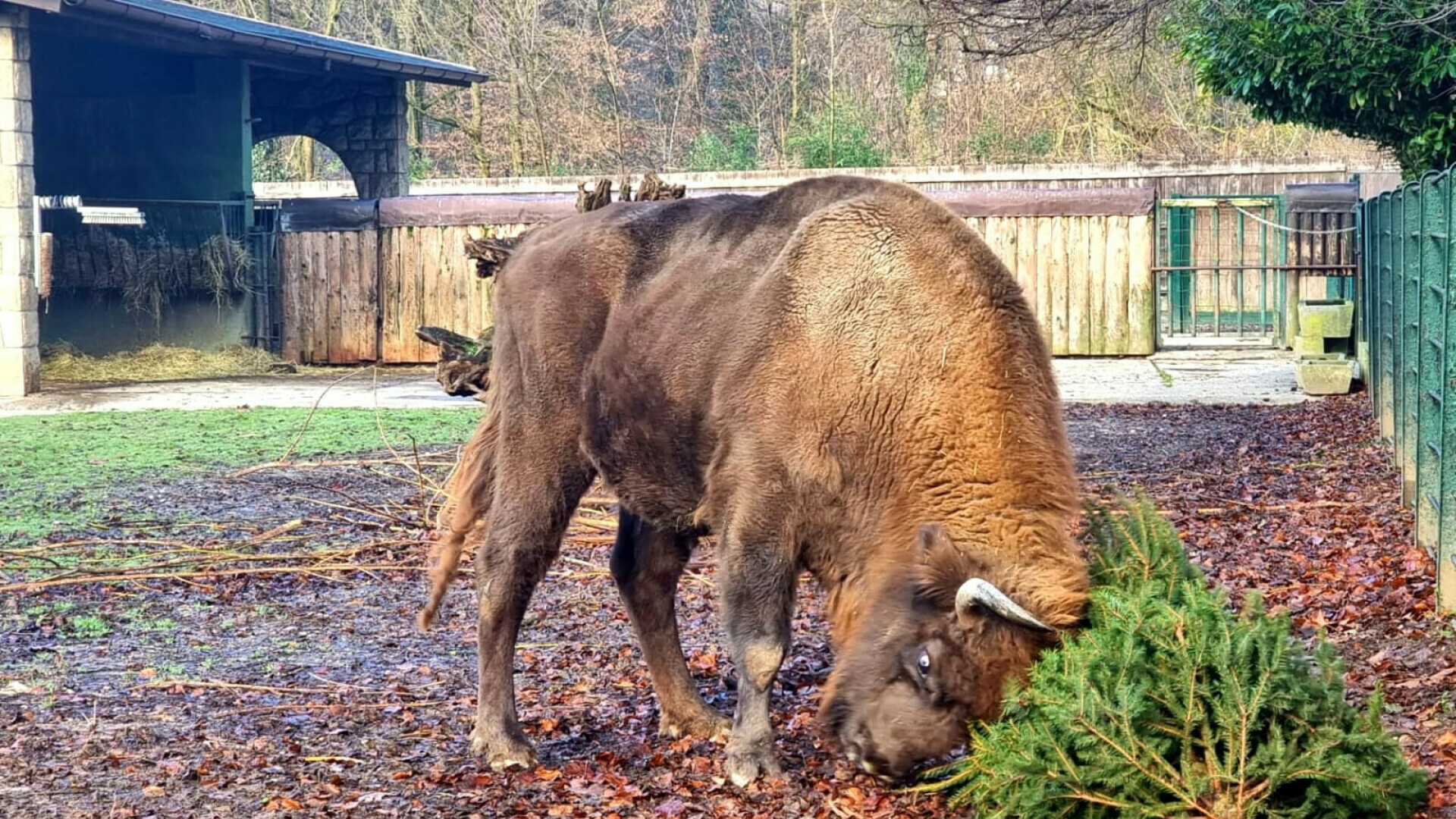 Pogledajte kako se životinje u zagrebačkom zoo vrtu vesele raskićenim božićnim drvcima