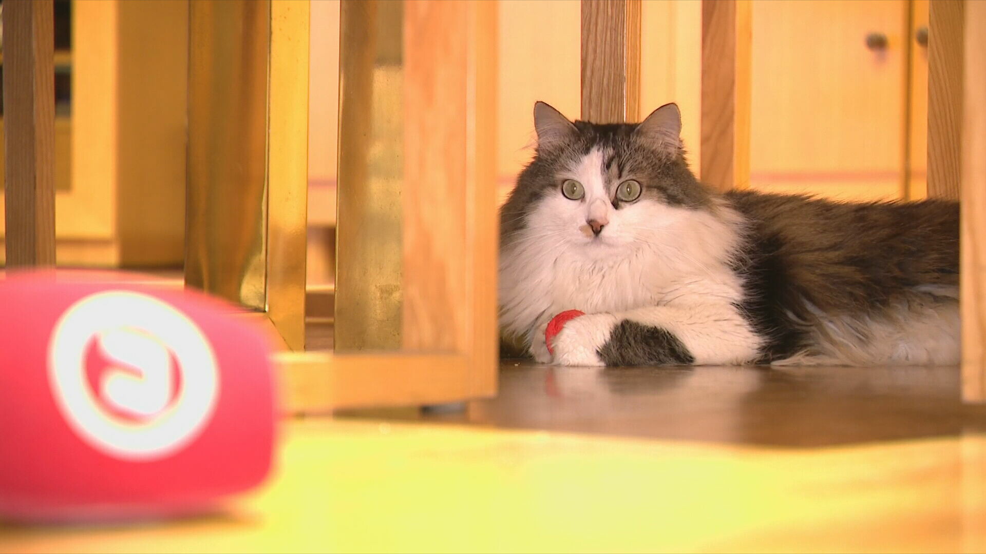 Miško u uredu gradonačelnika: "Tu je već četiri godine, praktički je ...