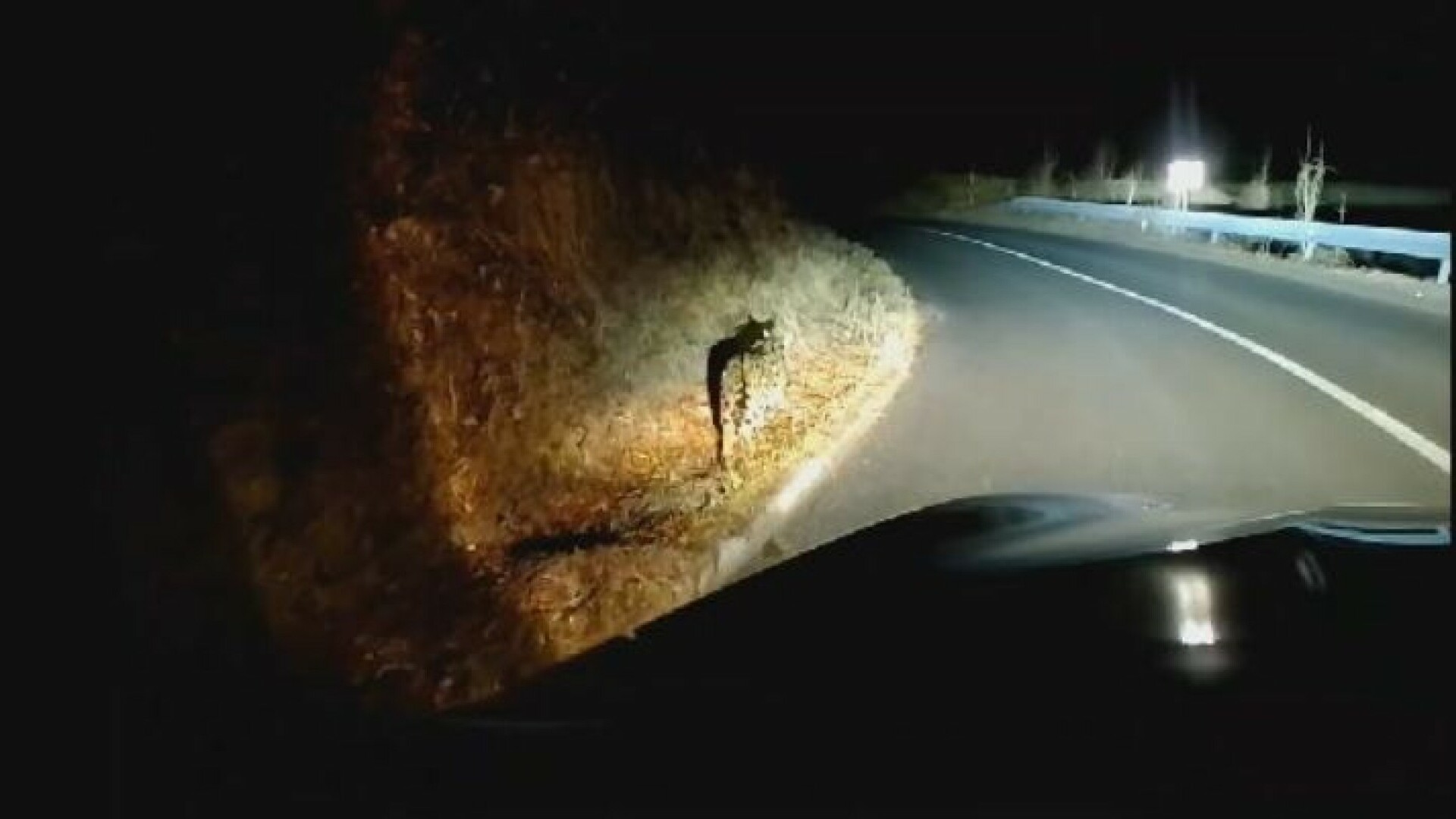 U blizini Lokvi viđena je neobična divlja mačka! Mnogi su se zapitali ...