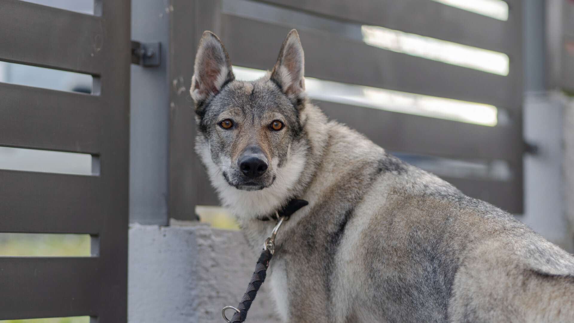 Čehoslovački vučji pas: Rijetka pasmina u Hrvatskoj koja se po svemu ...