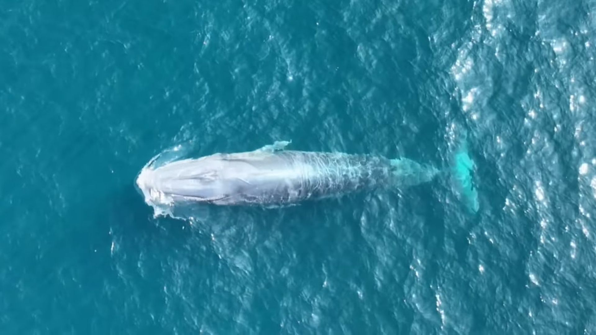 VIDEO Snimka misteriozne životinje izazvala val oduševljenja: "Ovo se ...