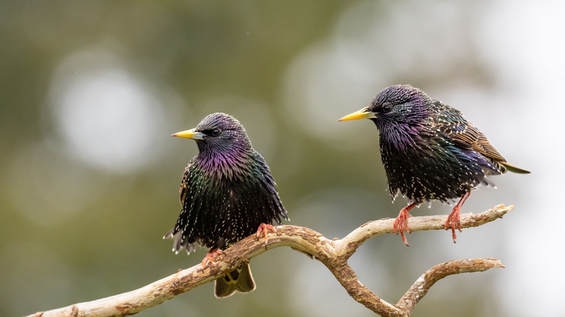 Zašto ptice stvaraju neobične oblike u letu? Fenomen koji izaziva ...
