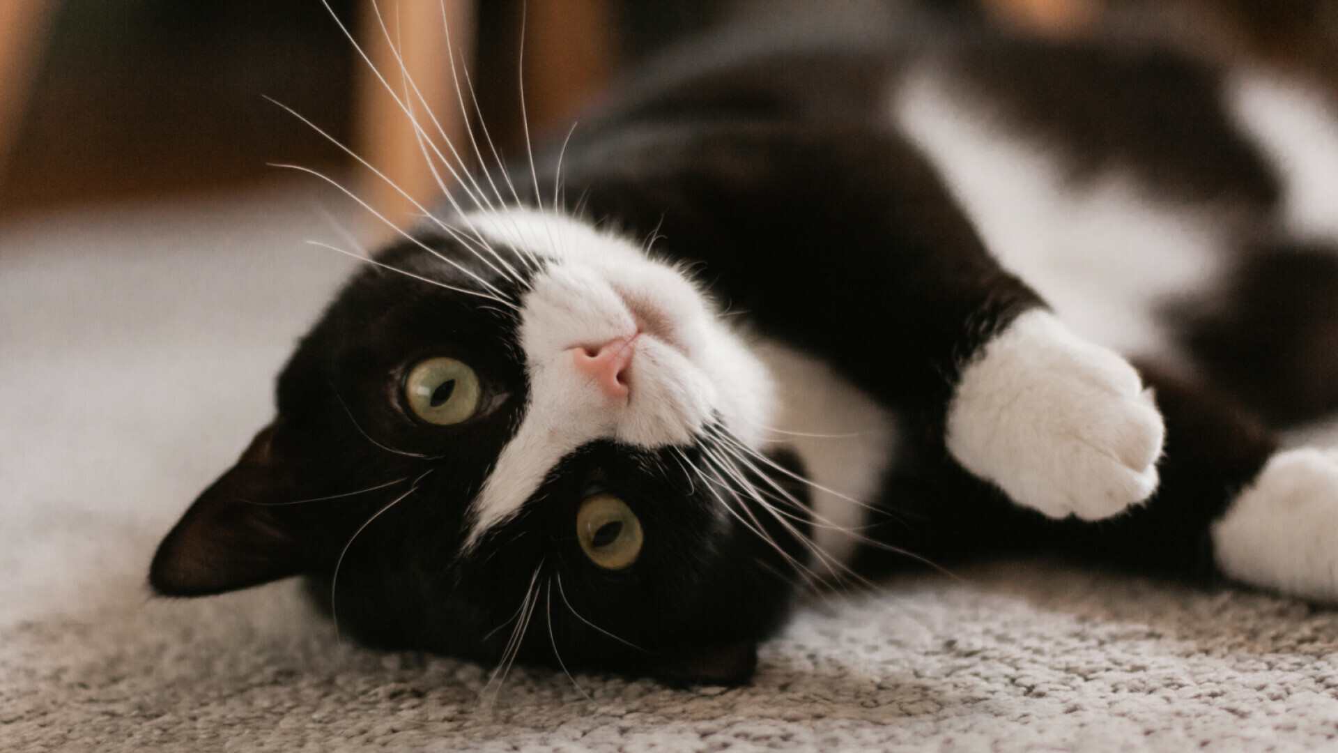 Zanimljivost o boji očiju crno-bijelih maca koju možda niste znali