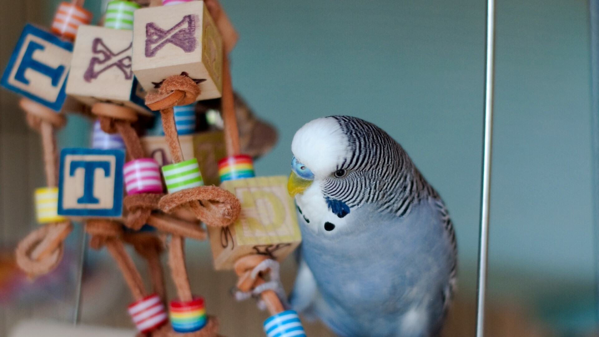 Kako tigrice pokazuju svoju privrženost?