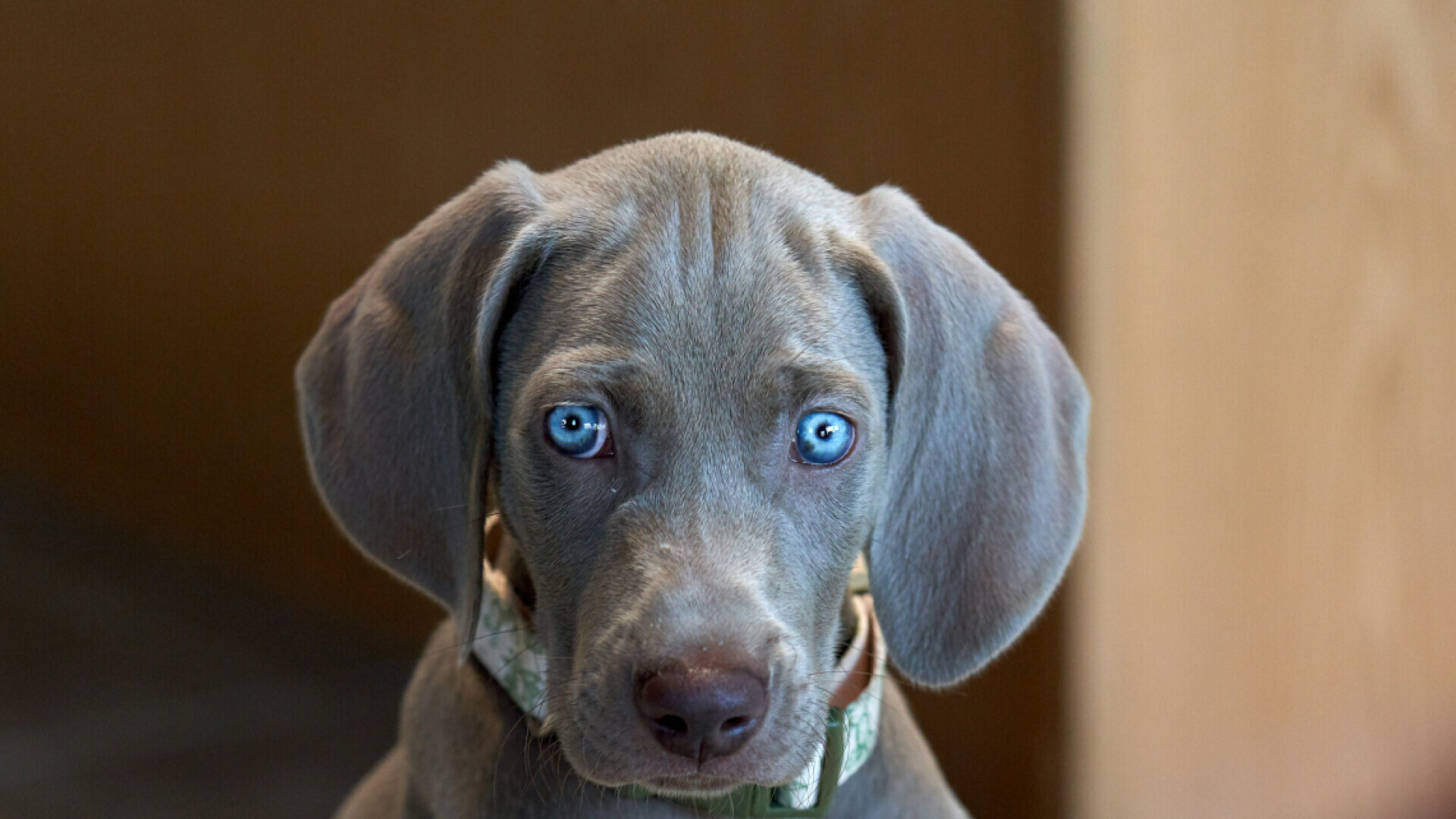 Pogled koji obara s nogu: 10 pasmina pasa s najljepšim plavim očima