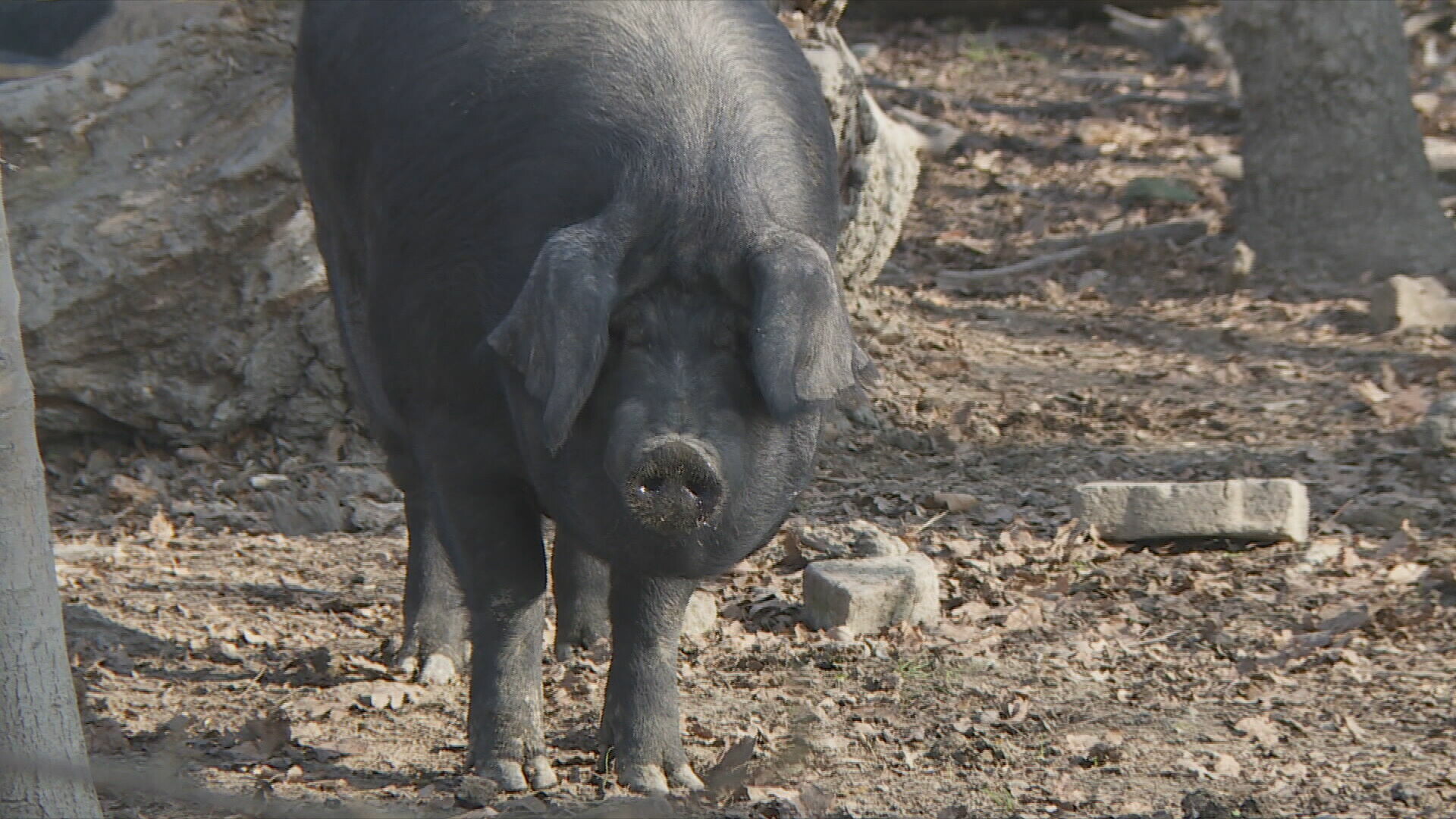 Uzgajaju ovce i koze, poznato kada mogu vratiti svinje: "Rodio sam se kao svinjogojac i nadam se ...