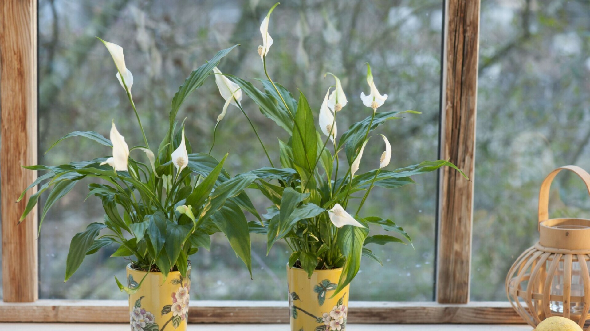 Ženska sreća: Čistilica zraka koja u dom donosi zdravlje i ljubav