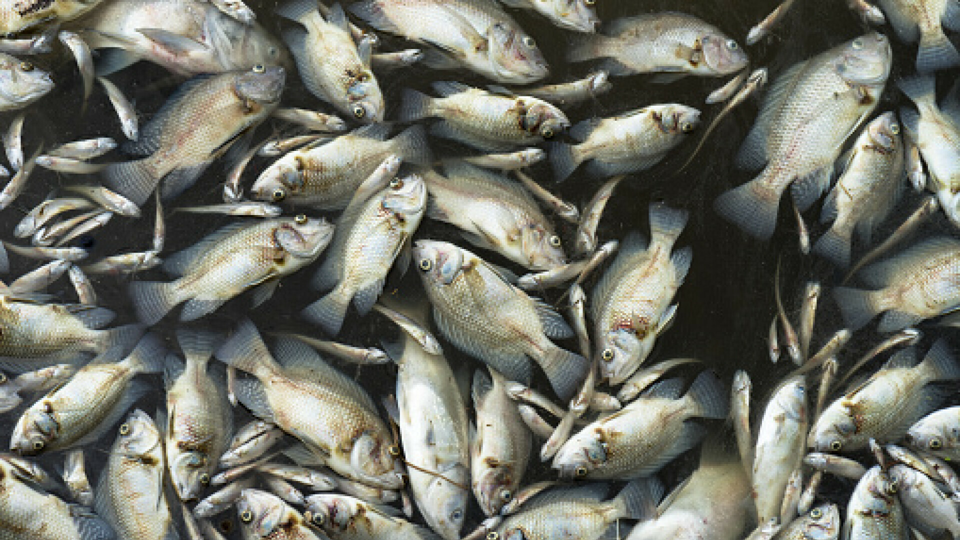 Stotine riba uginule u sudaru kamiona: Materijalna šteta oko 200.000 eura