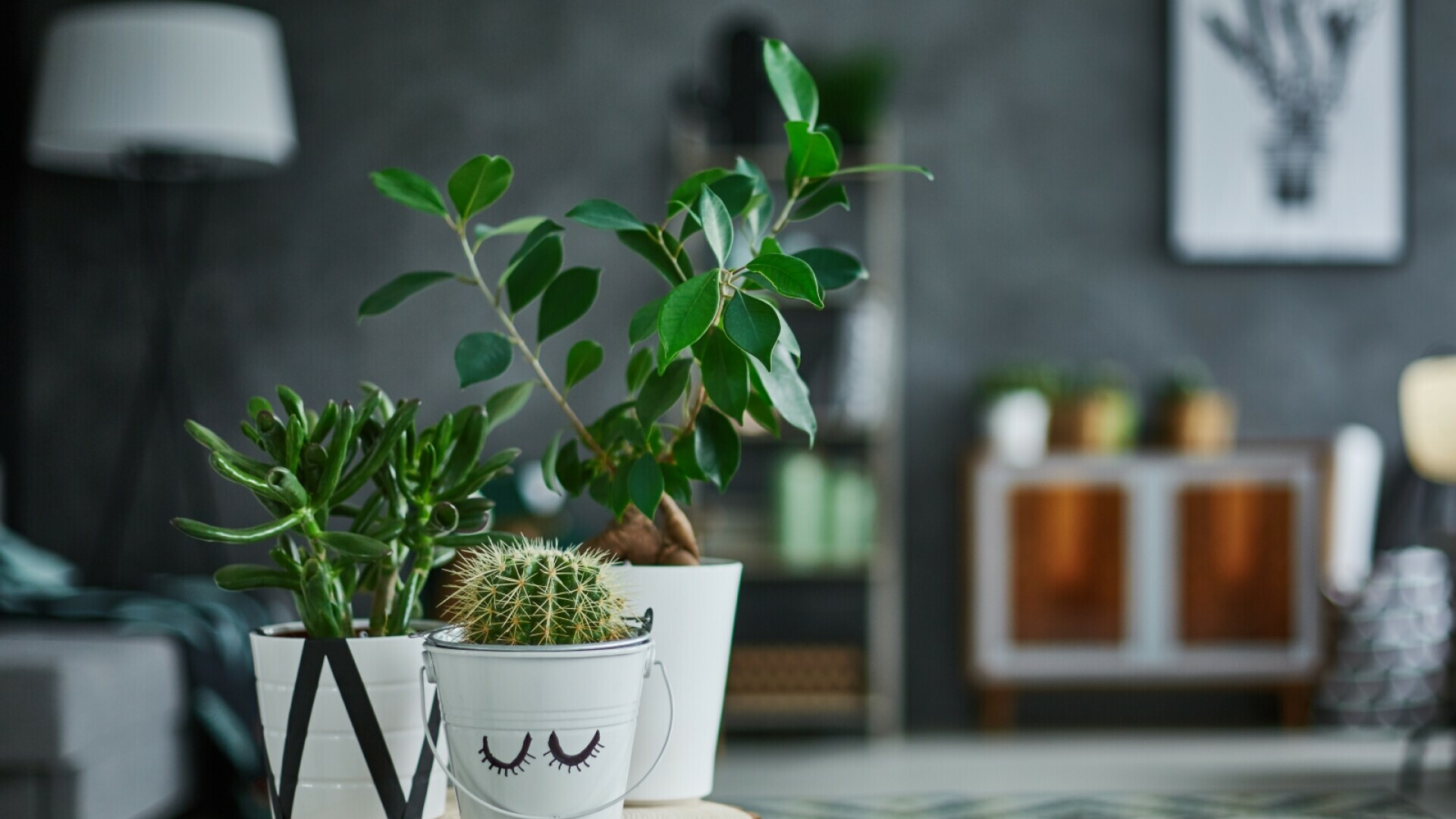 Deset sobnih biljaka koje su toliko nezahtjevne da im ne treba ni prozor