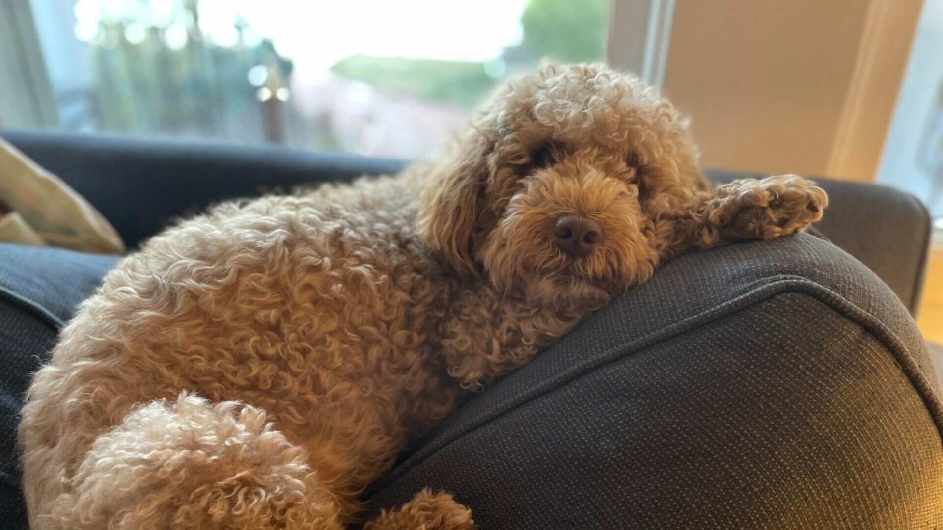 Lagotto romagnolo: Kovrčavi slatkiš koji se ne linja, a naročito uživa ...