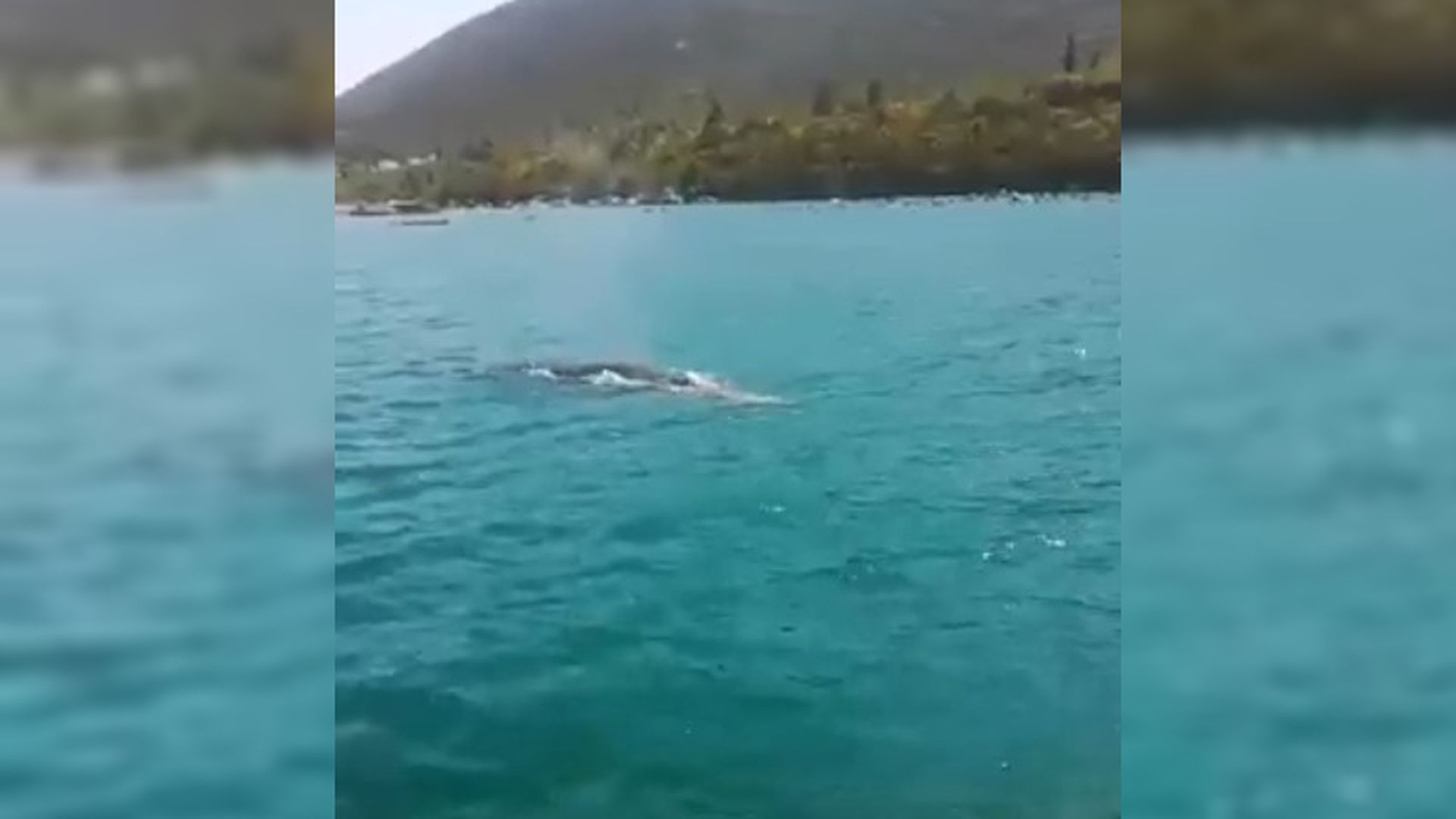 Prekrasan prizor u Malostonskom zaljevu: U moru snimljen kit dugačak 12 metara, oduševio sve ...