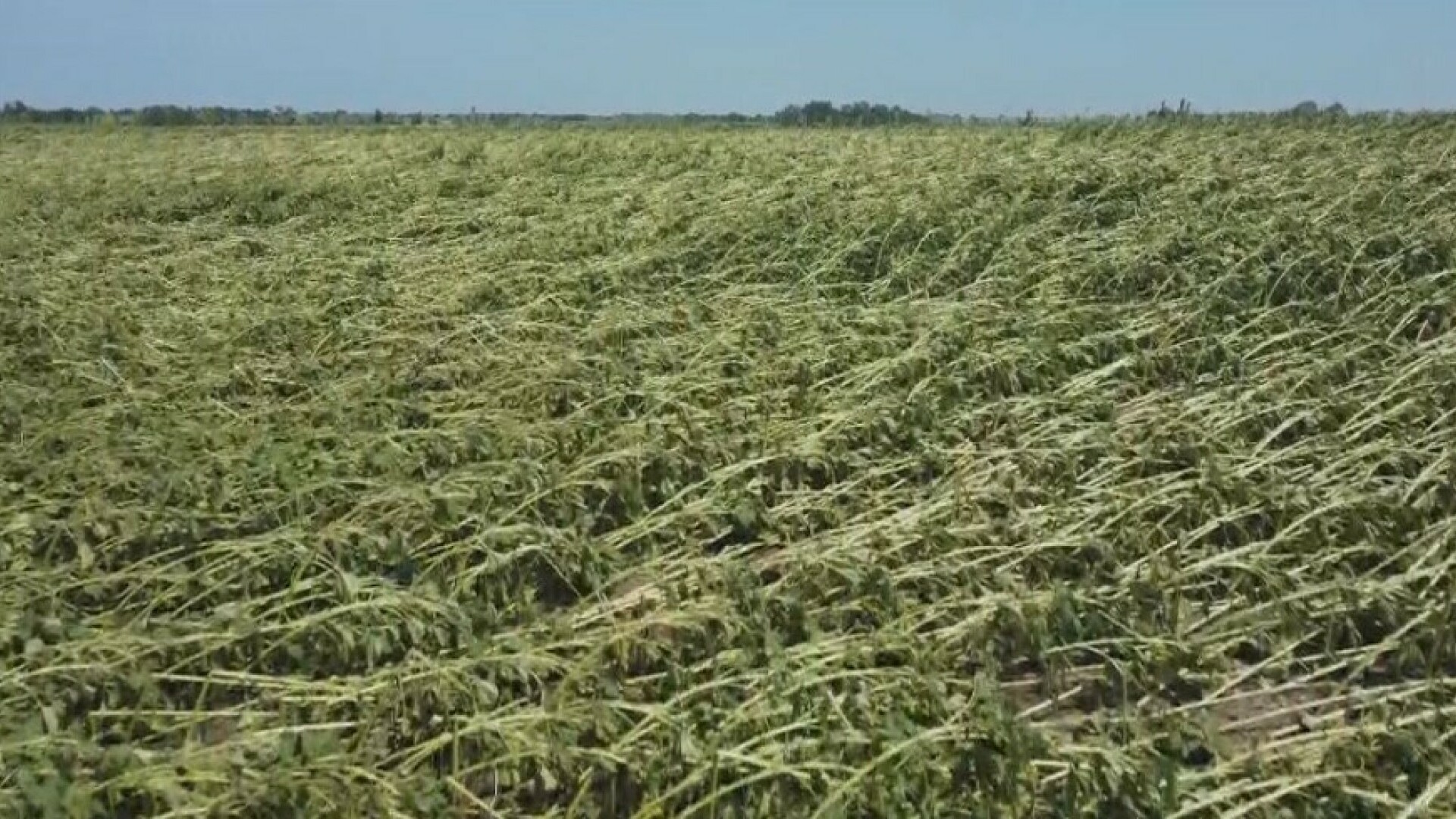 Goleme štete nakon nevremena, poljoprivrednici poručuju: "Ne znam ...