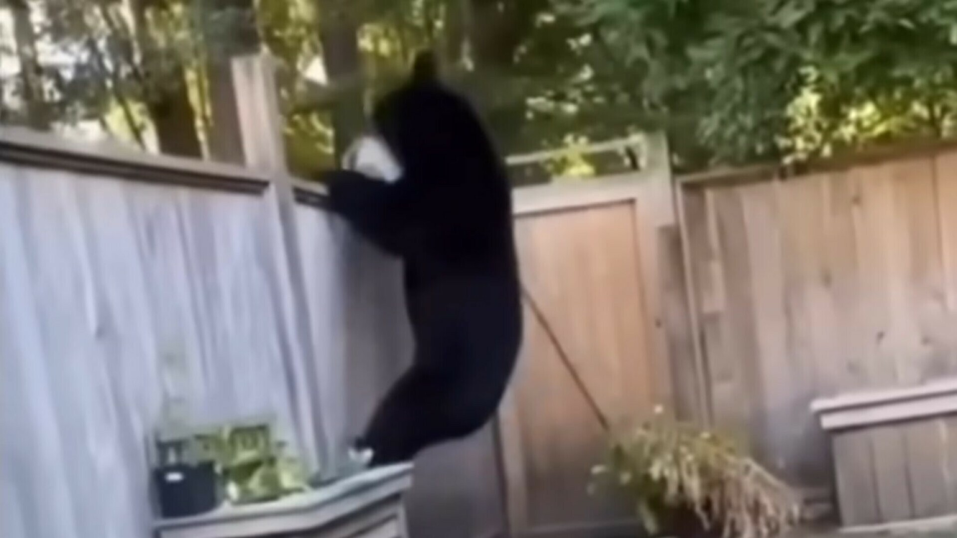 Nespretni medvjed nasmijao gledatelje: Uhvatio ga u krađi, a onda je ...