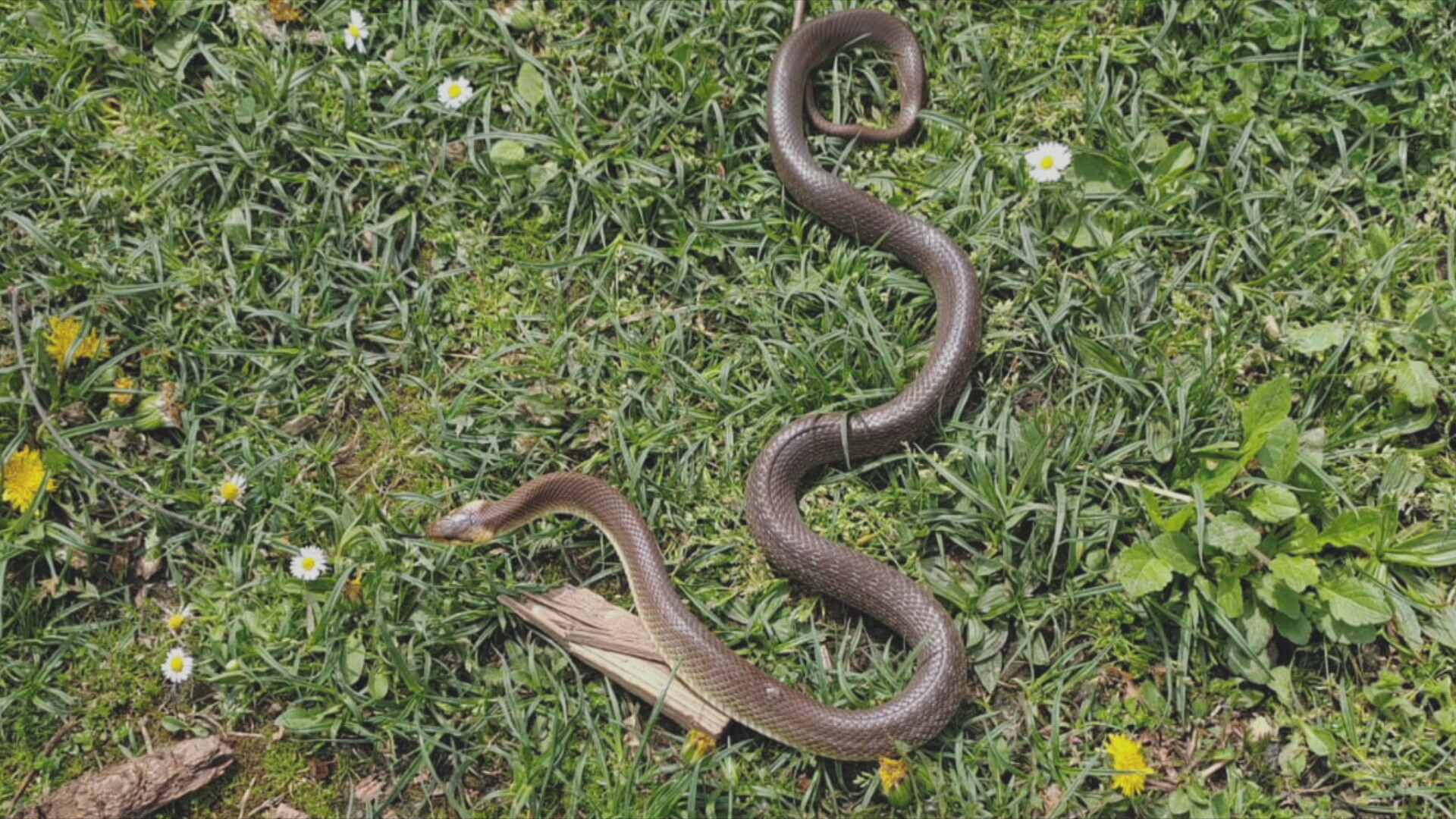 Žena u dvorištu pronašla čitavo leglo zmija: "Budu duge i do dva metra ...