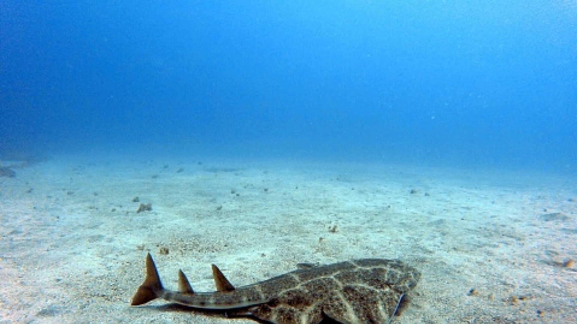 VIDEO Kod Zadra snimljena kritično ugrožena vrsta morskog psa