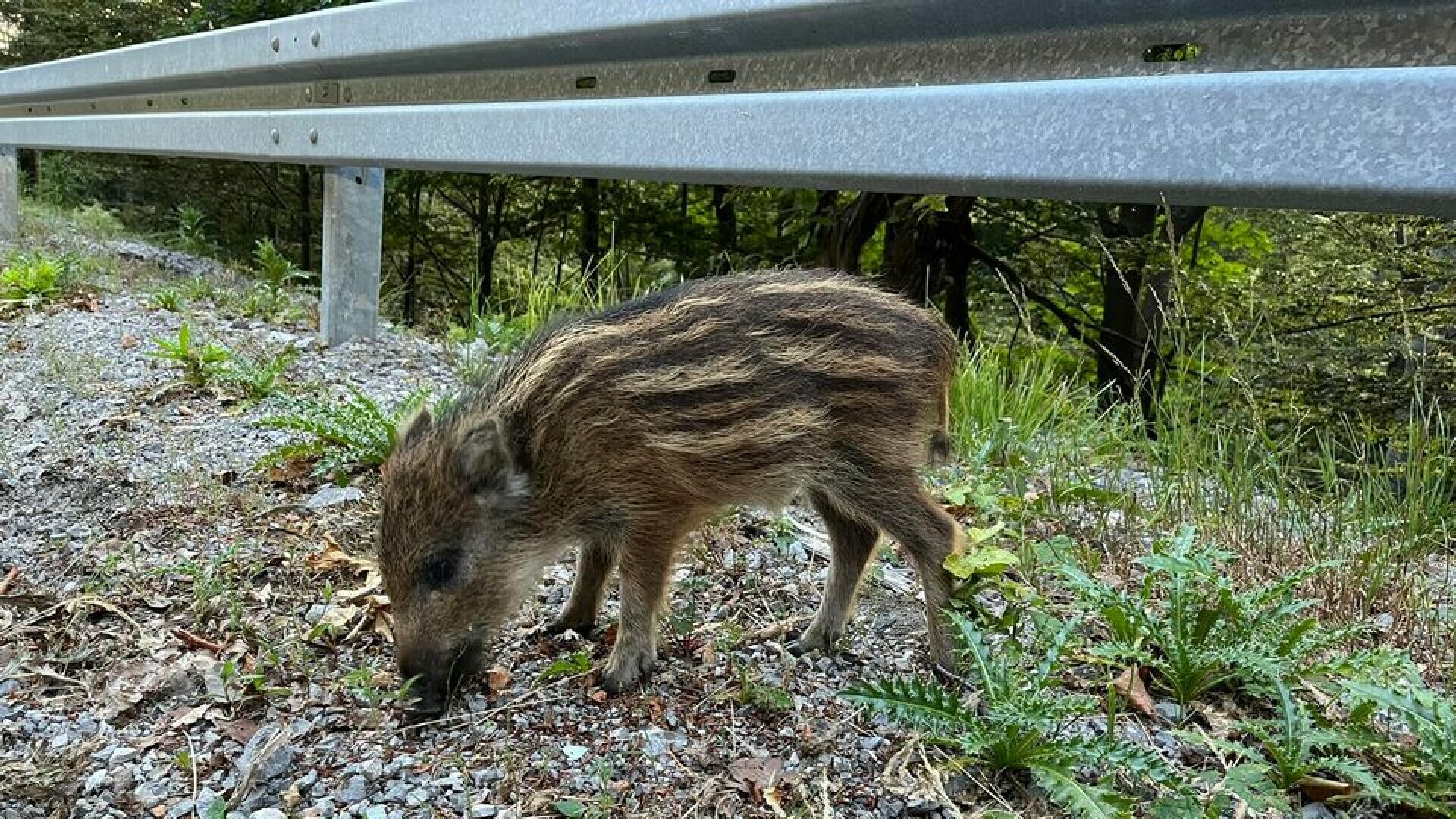 VIDEO Preslatki veprić danima luta uz cestu i žica hranu: "Prava je ...