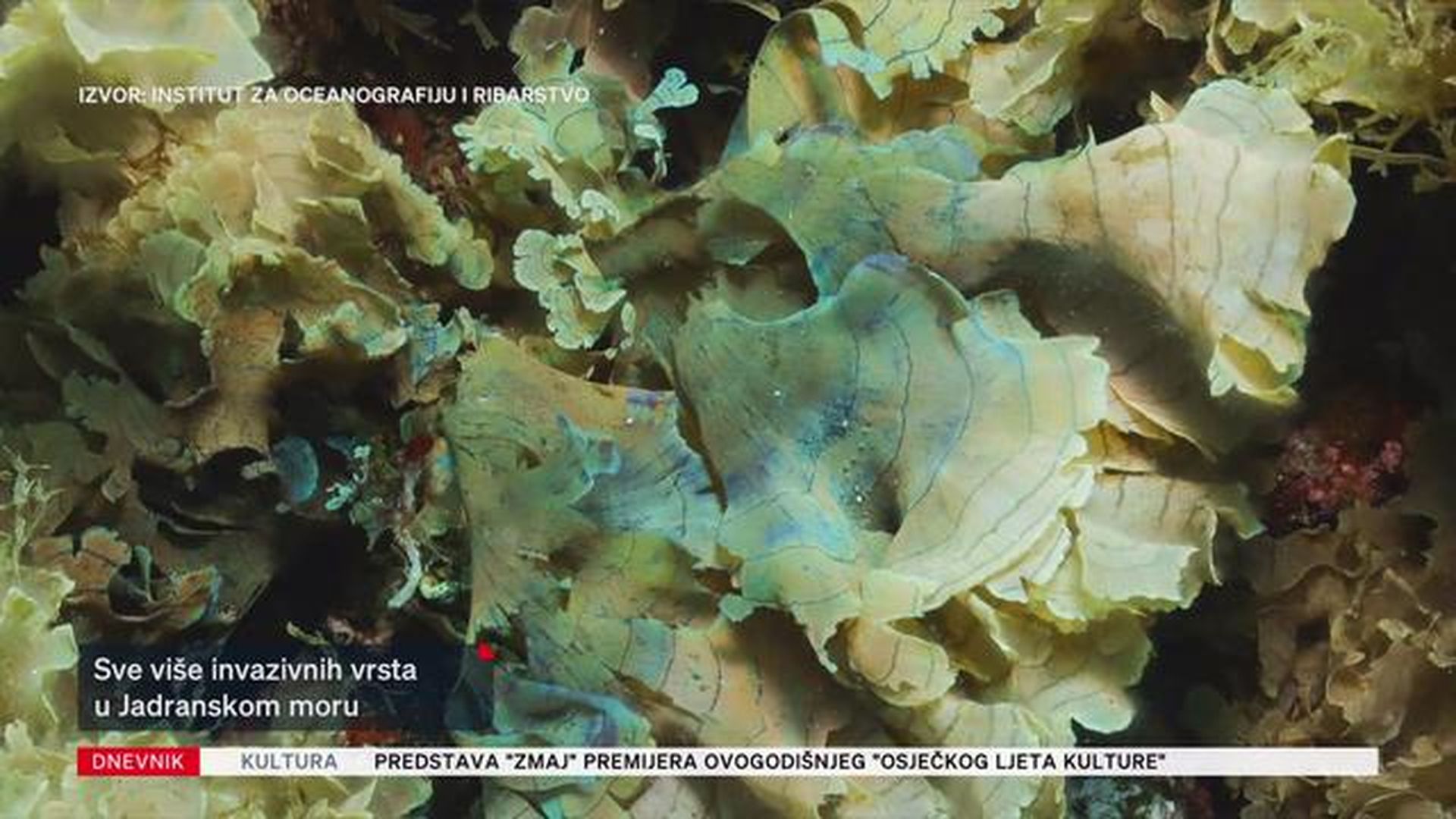 Sve više invazivnih vrsta u Jadranskom moru