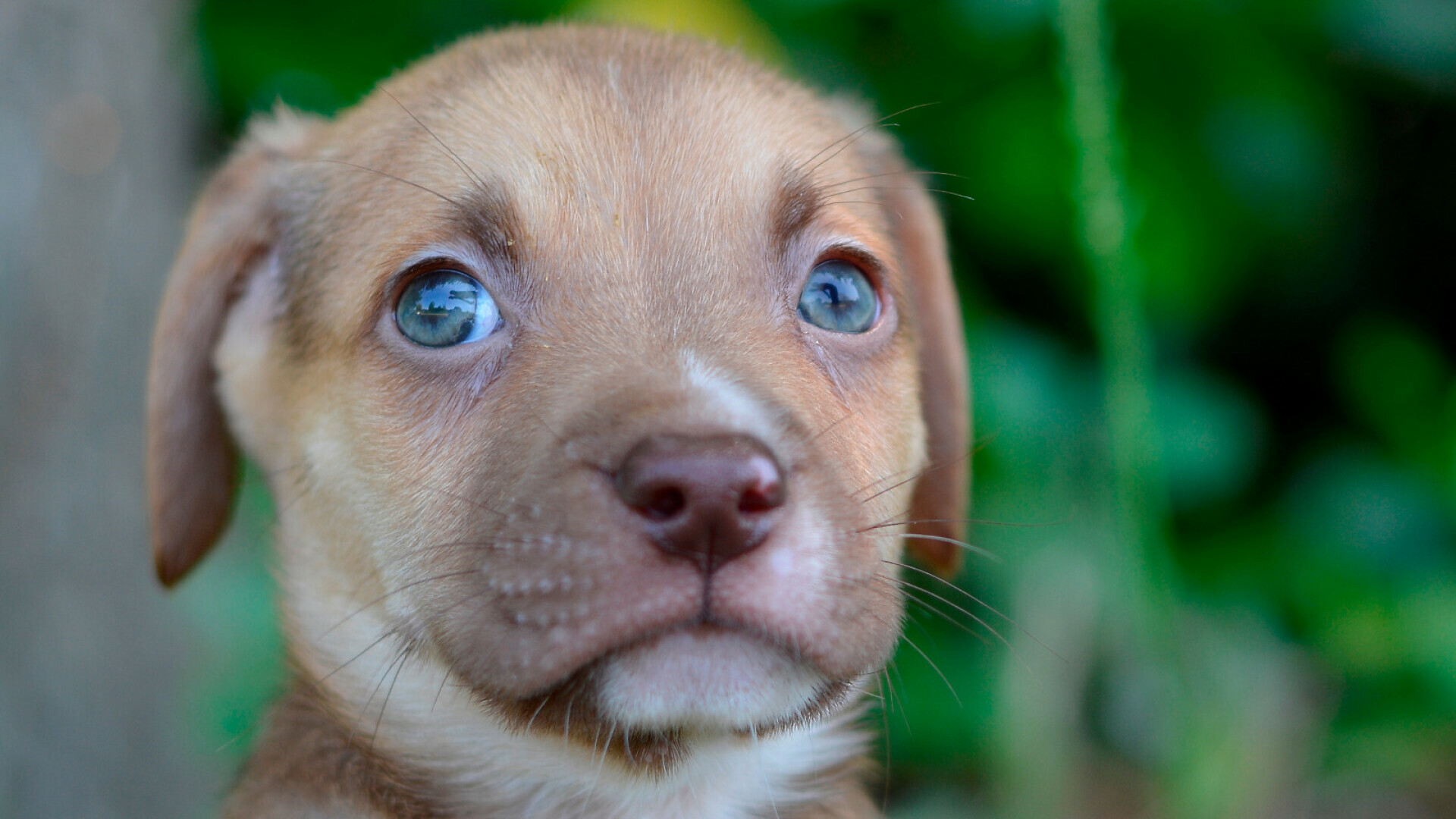 Sklonište Dumovec u subotu ima Dan otvorenih vrata, možda upravo ondje ...