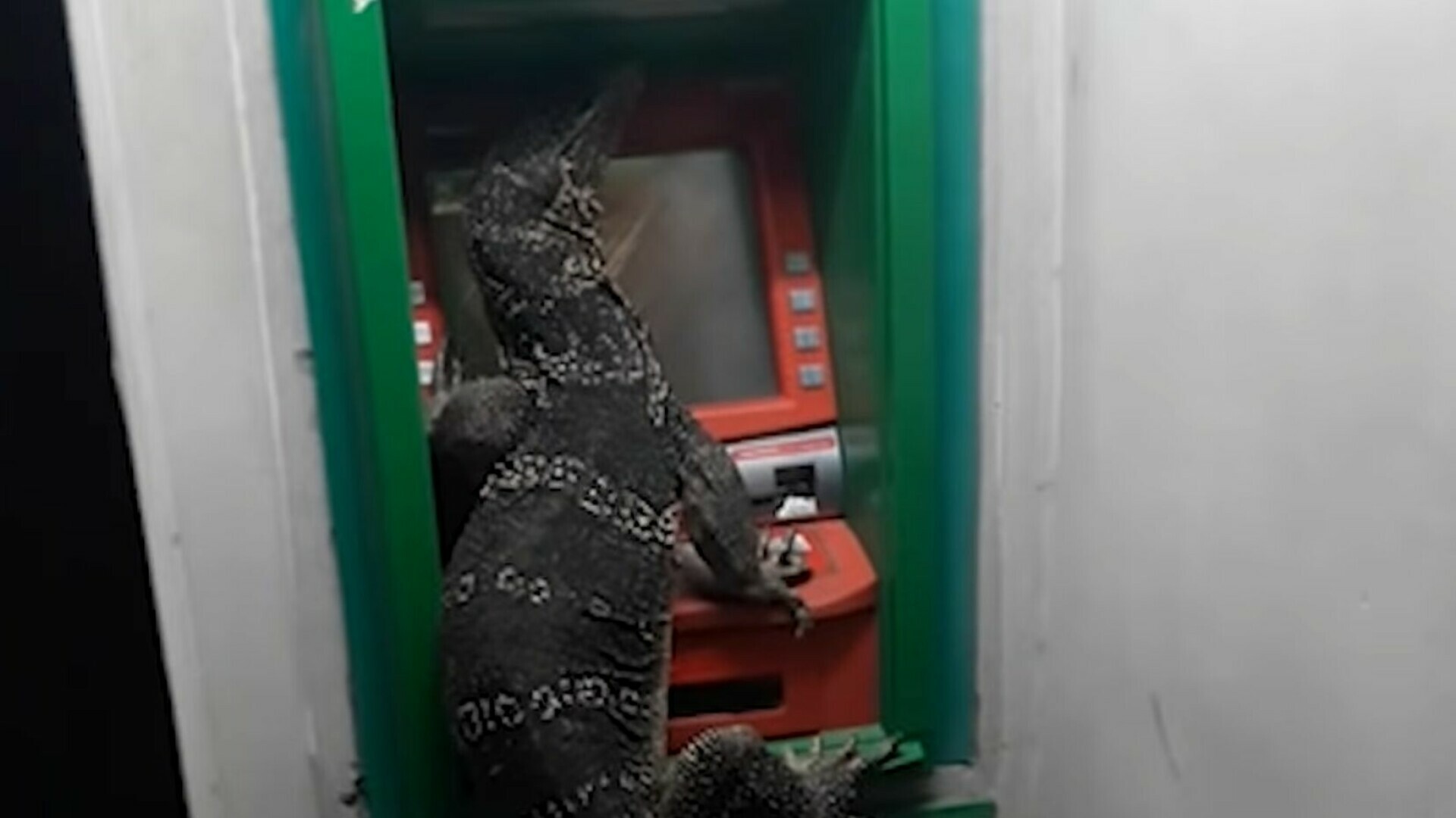 Koliki su! Ako vas mali gušteri uspiju prestrašiti na plaži, pogledajte ...