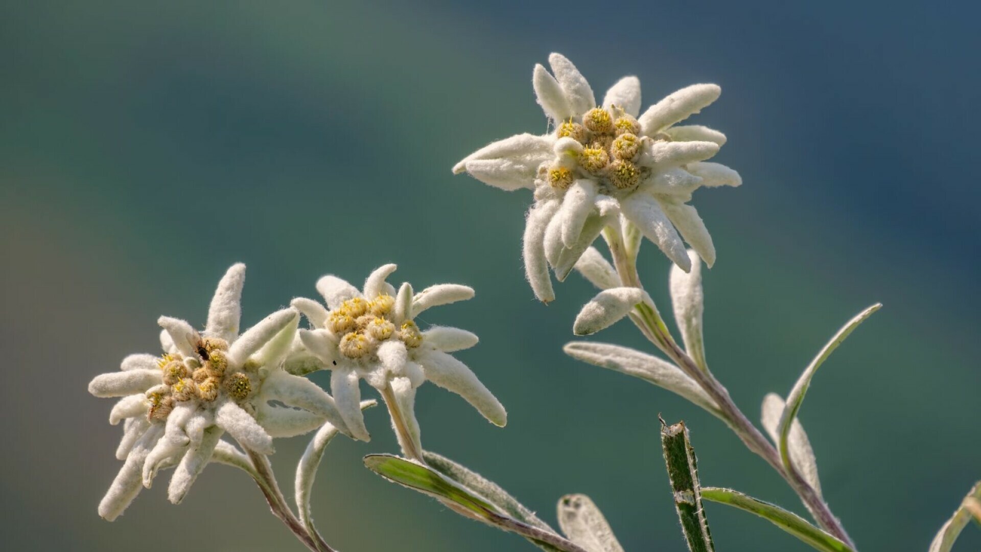 Kako je runolist postao simbol planinara? Cvijet čije ime na svim ...