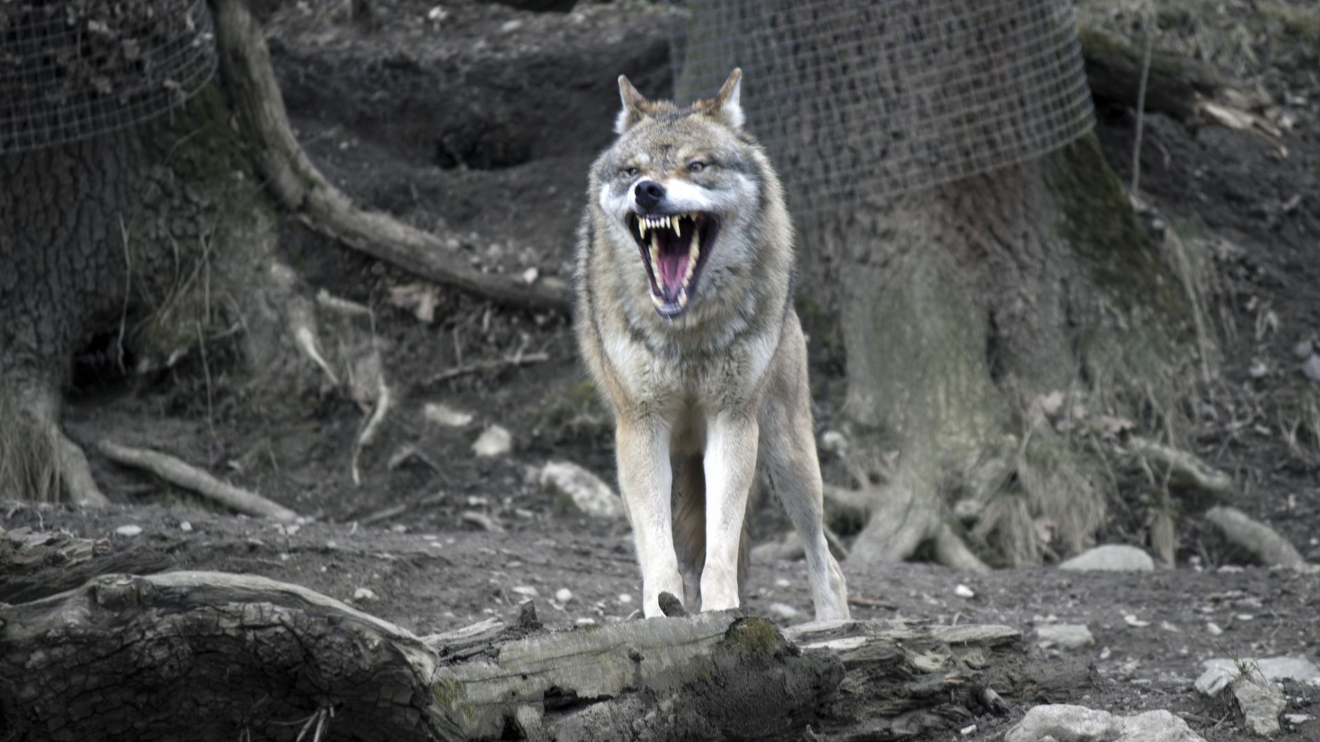 Vukovi nisu problem samo u Hrvatskoj, krvavim pirovima zadaju ...