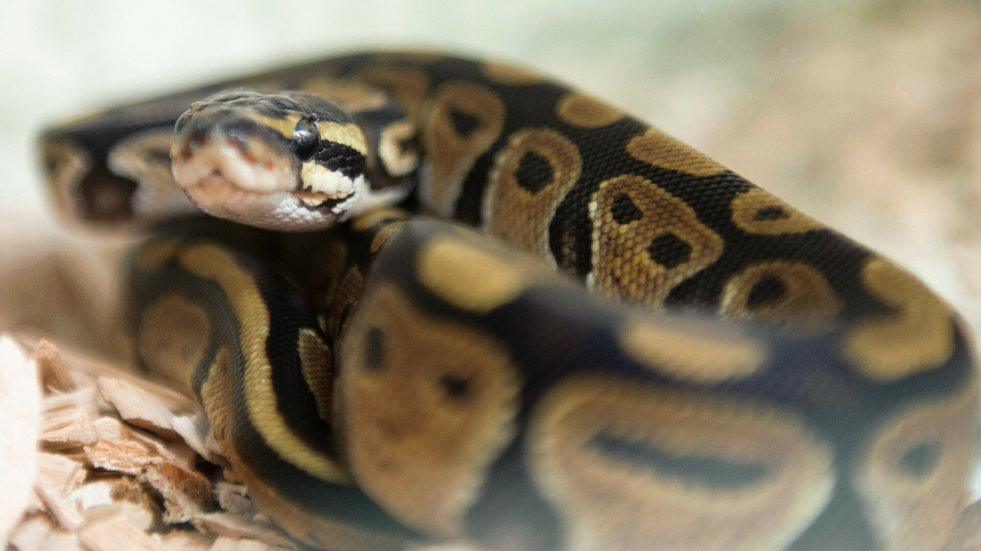 Neobičan prizor u Beču: U blizini parkinga pronađen kraljevski piton ...