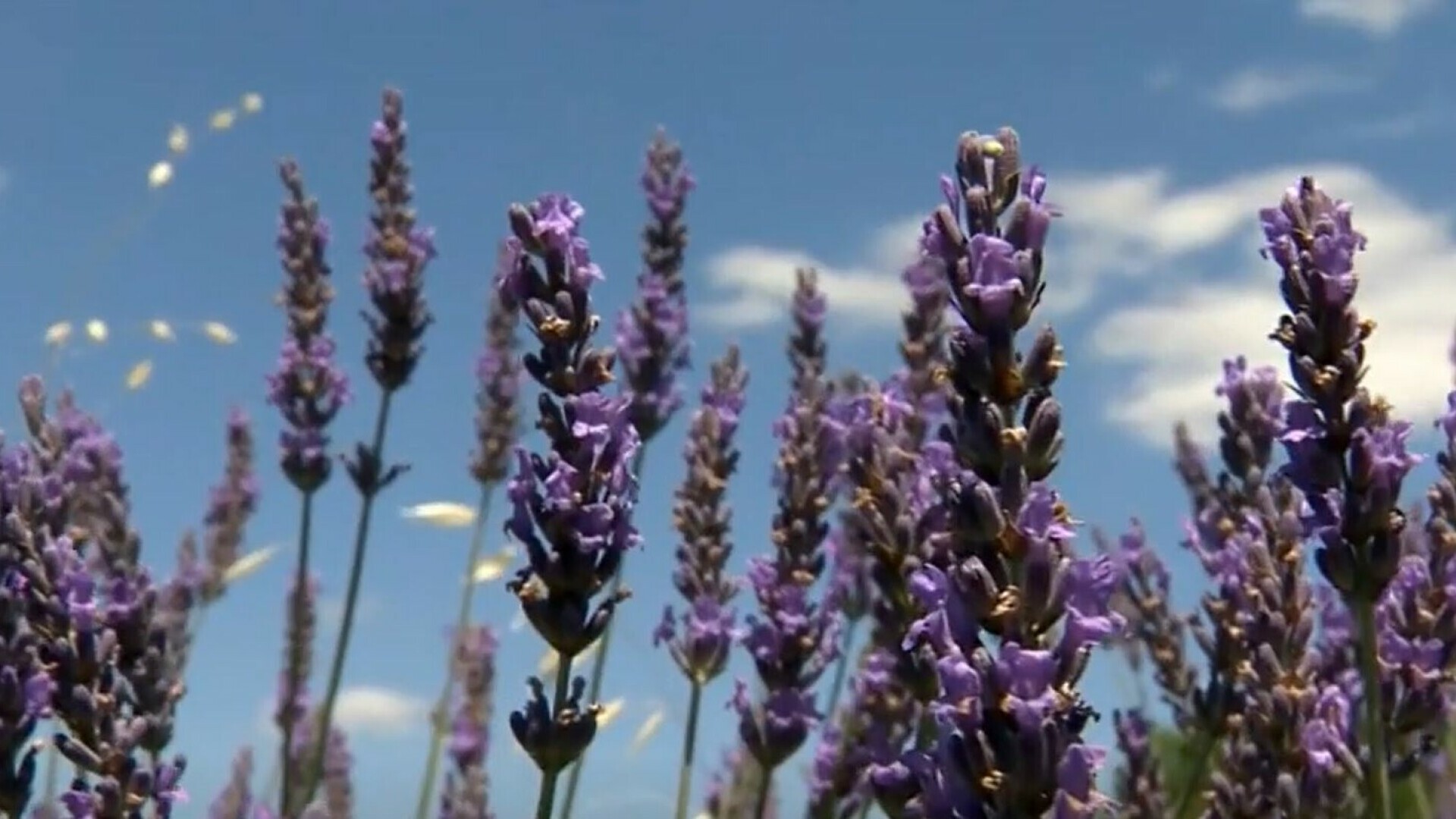 Za magična polja ne moramo do Provanse: Ljubičasti prizori sve su ...