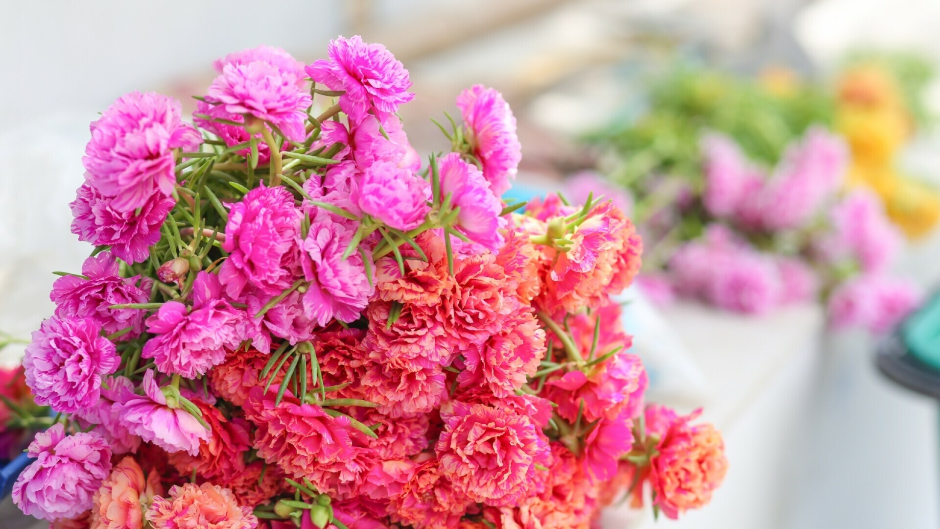 Maleni cvijet kao da raste u inat svima, a vrlo je zahvalan za uzgoj