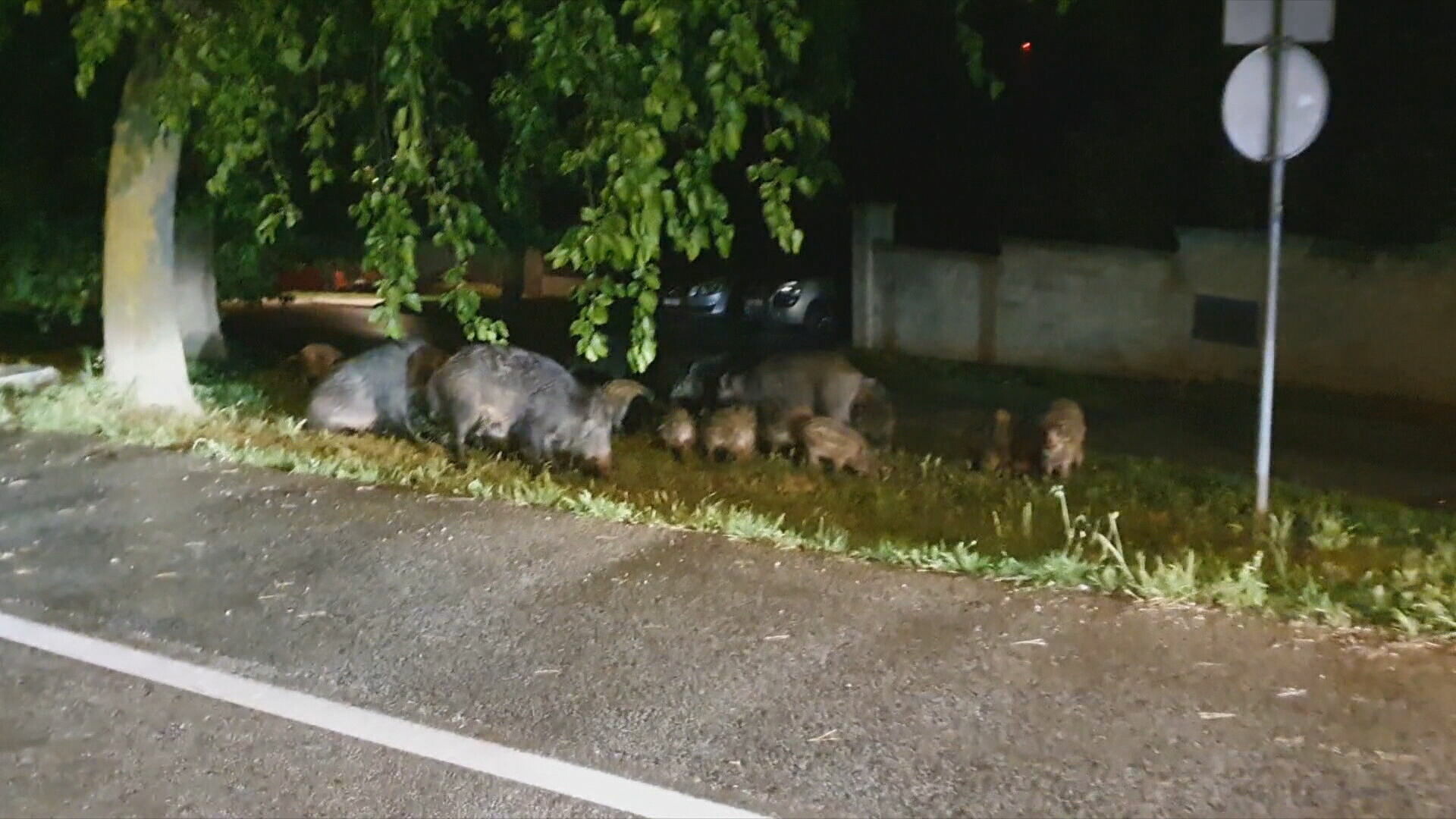 Zbog njih mještani ne izlaze iz kuća: "Shvatile su da se ne moraju ...