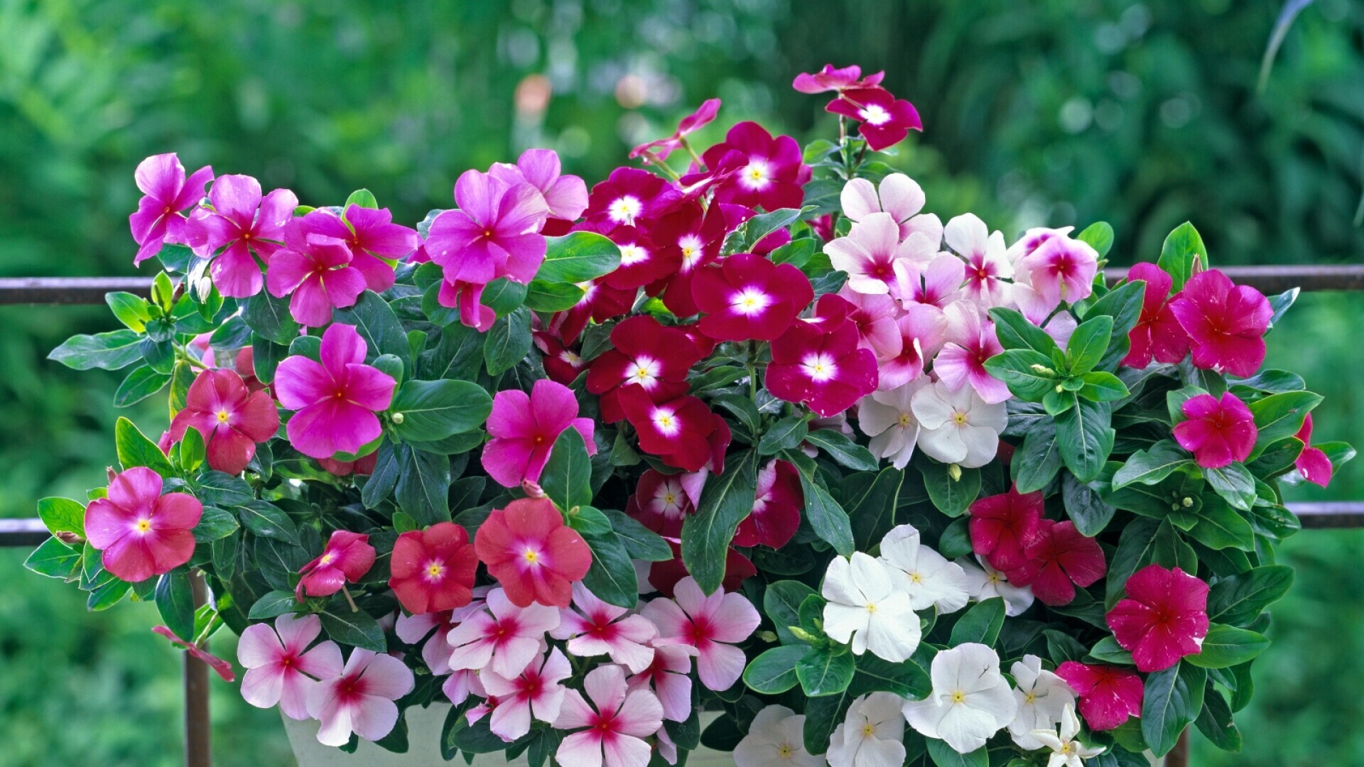 Vinka: Balkonska ljepotica koja vam neće oduzimati previše vremena