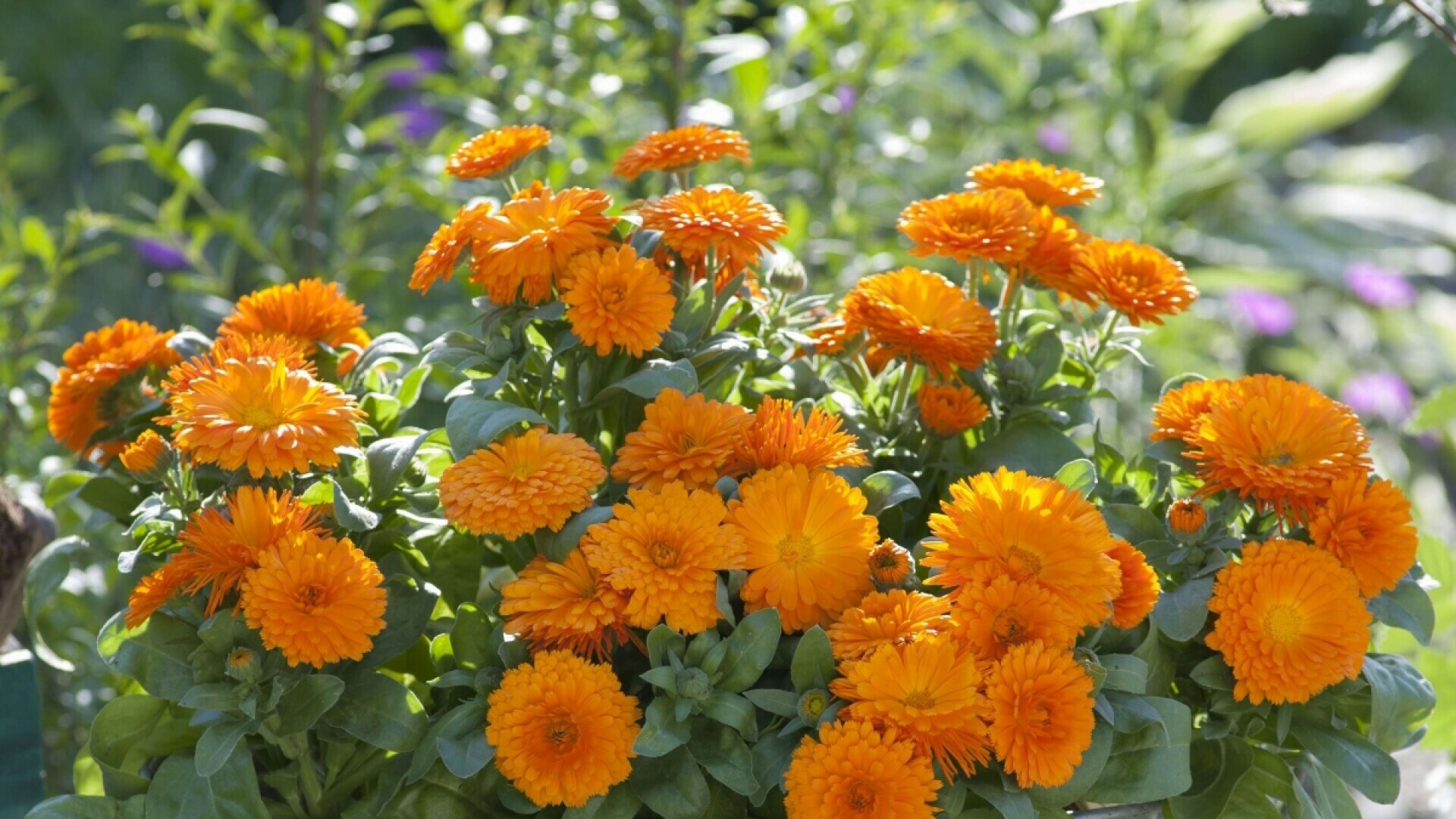 Rastu brzo, a ne zahtijevaju puno: Vrste cvijeća najbolje za ...