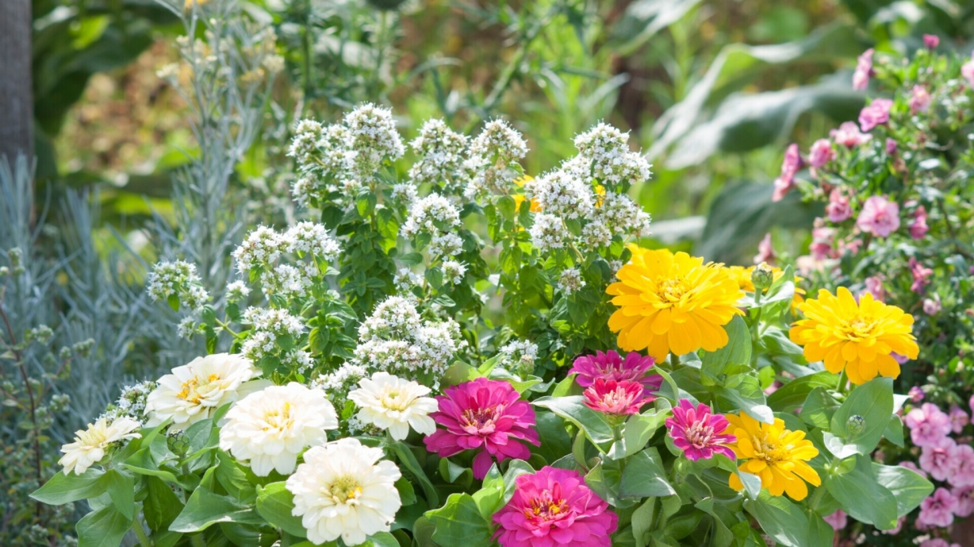 Rastu brzo, a ne zahtijevaju puno: Vrste cvijeća najbolje za ...