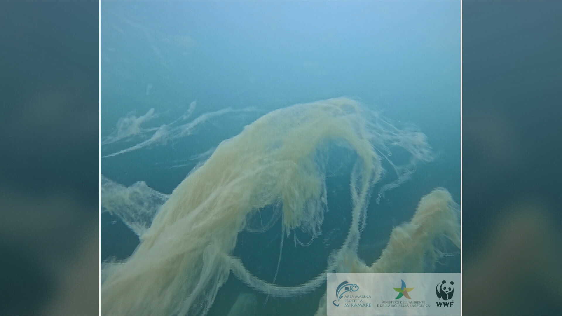 Prizori iz mora nekima bi mogli zgaditi kupanje: Nije opasno, ali neki ...