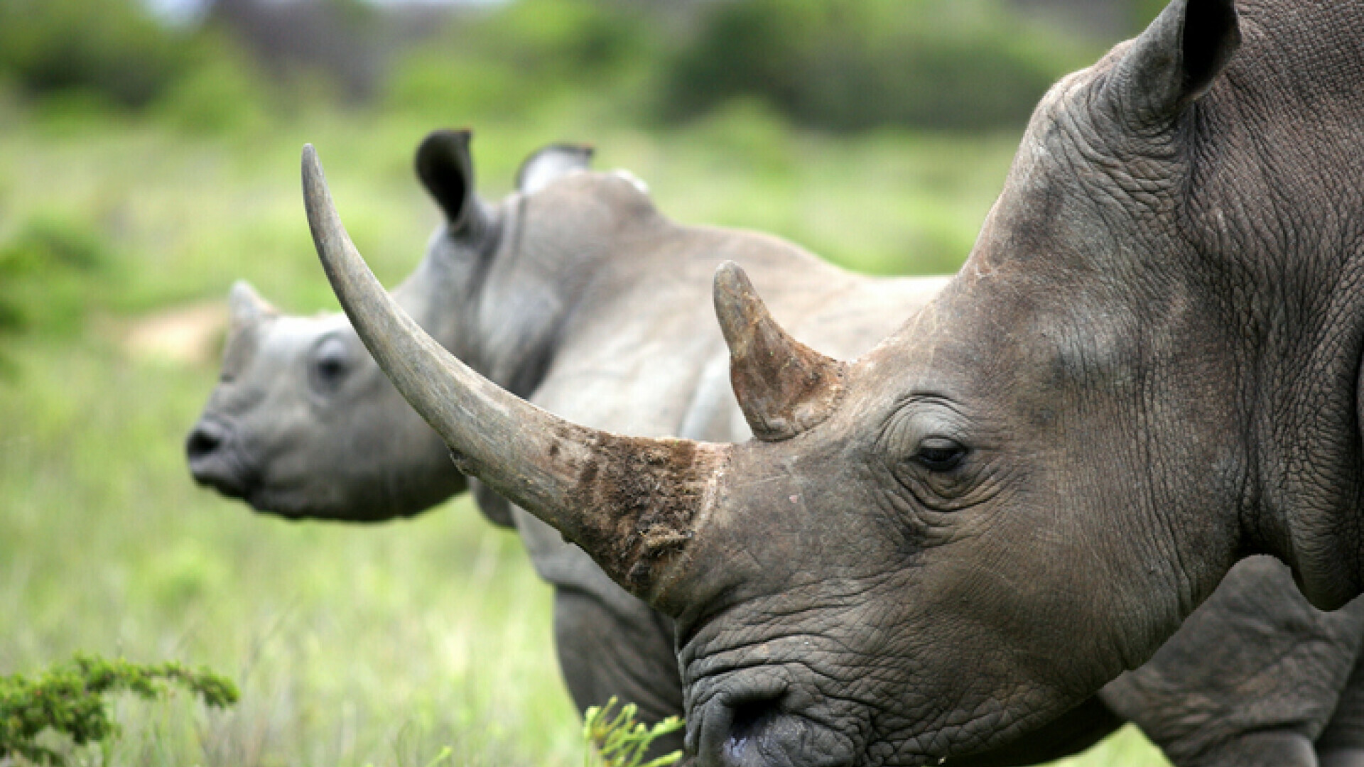 Znanstvenici poduzeli inovativni potez kako bi zaustavili krivolov ...