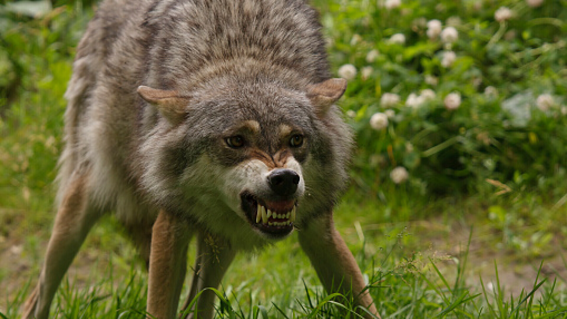 Žena koju su u stravičnom napadu izgrizli vukovi više ne može govoriti ...
