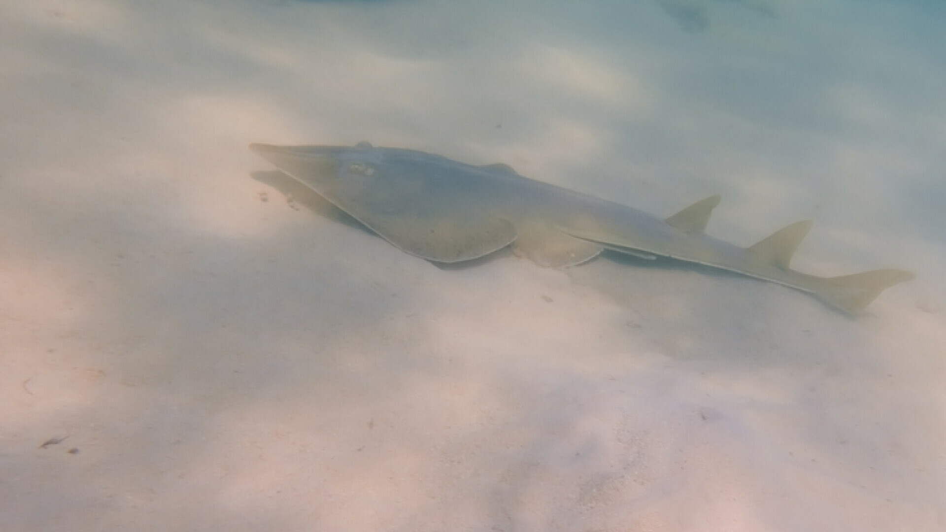 Izumrla jadranska vrsta morskog psa pronađena u Crnom moru