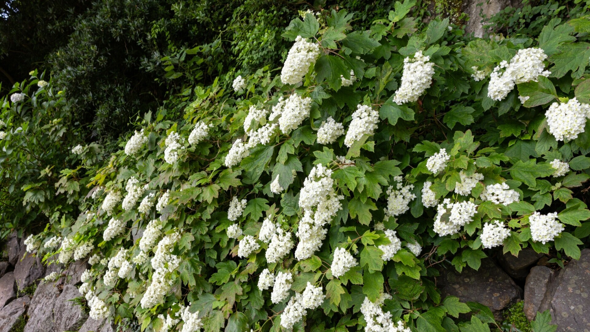 Upoznajte nježniju hortenziju koja voli sunce i jako je otporna