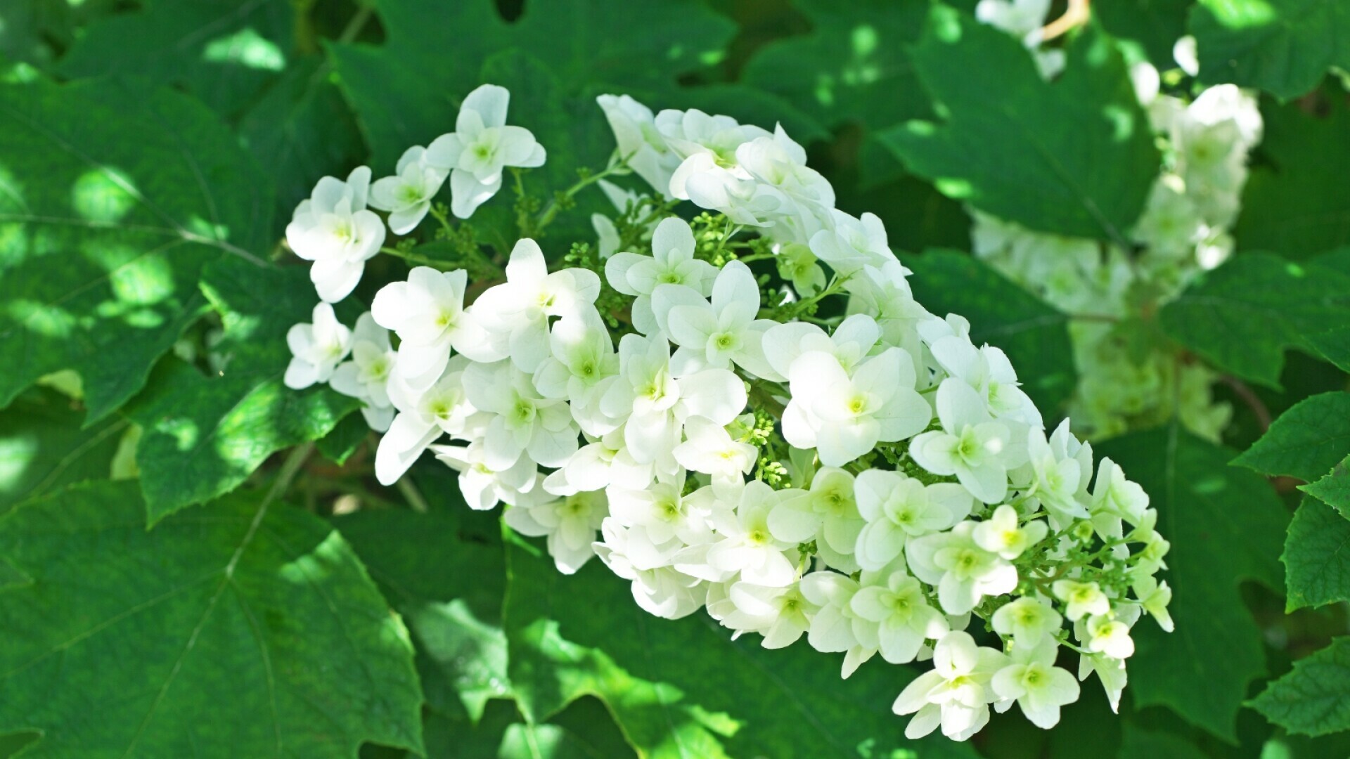Upoznajte nježniju hortenziju koja voli sunce i jako je otporna