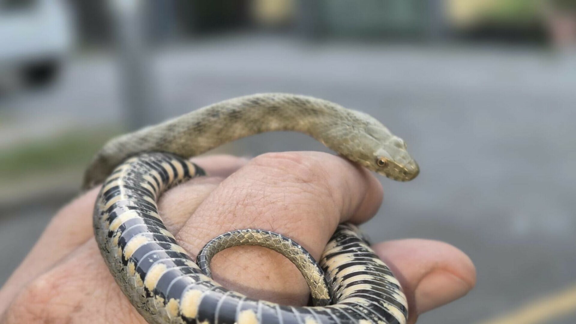 Zmija u luksuznom zagrebačkom hotelu: "Tu vrstu ne susrećemo često u ...