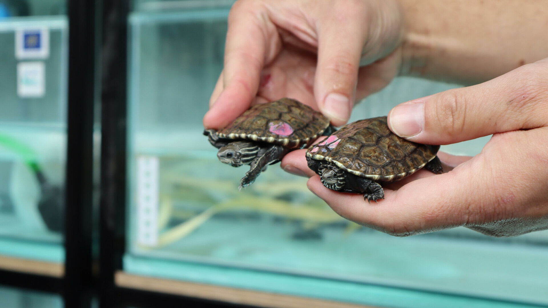 Zagrebački zoo vrt slavi 100 godina postojanja, evo što pripremaju za ...