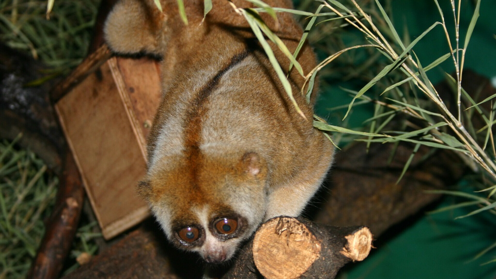 Zagrebački zoo vrt slavi 100 godina postojanja, evo što pripremaju za ...