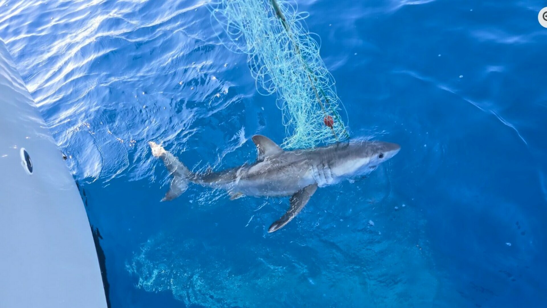 FOTO Gojko ulovio veliku bijelu psinu u Jadranu i napravio nešto neočekivano: "Strah ljudi je ...