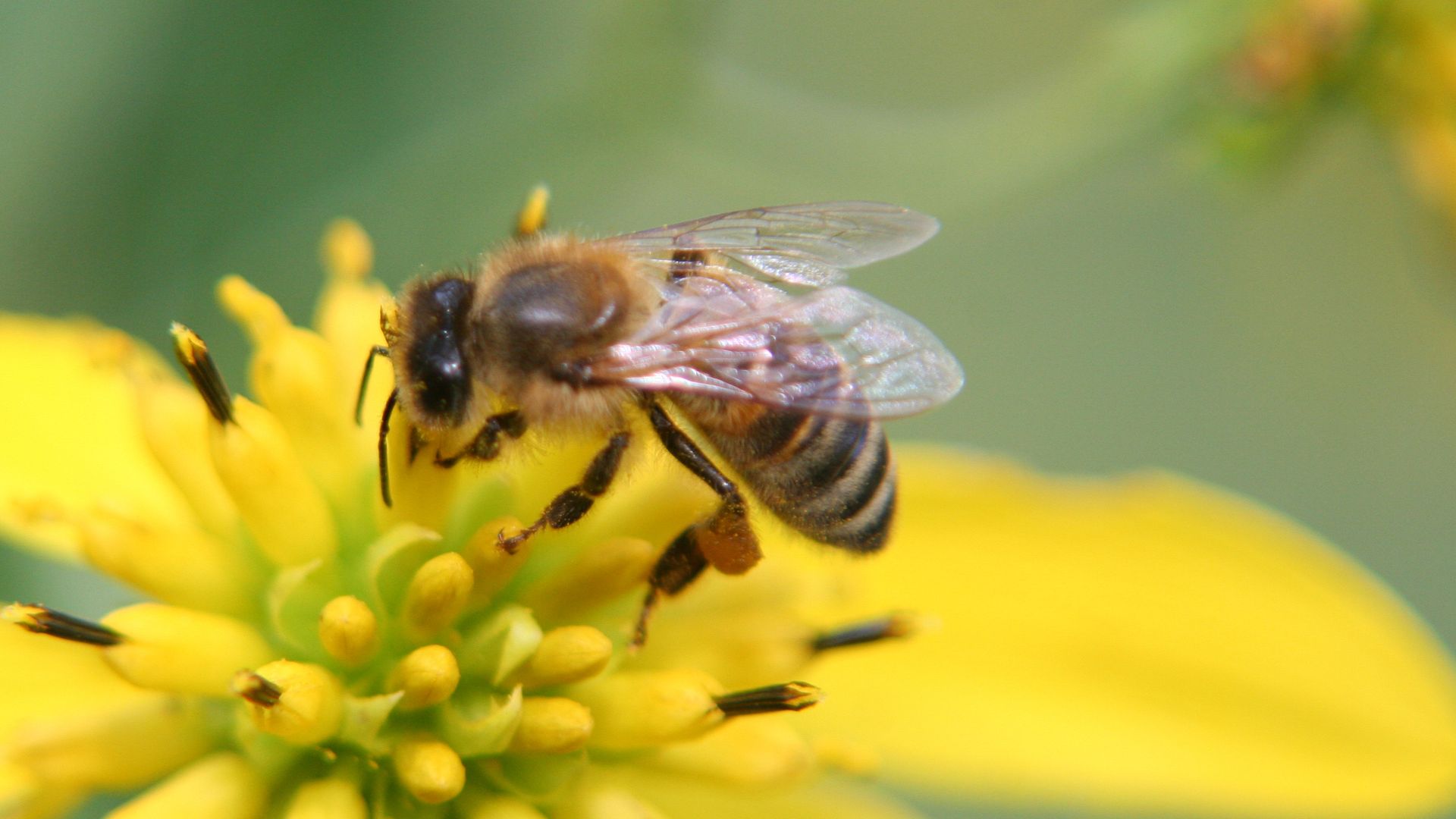Akupunktura živim pčelama: 55-godišnjakinja pala u komu i umrla